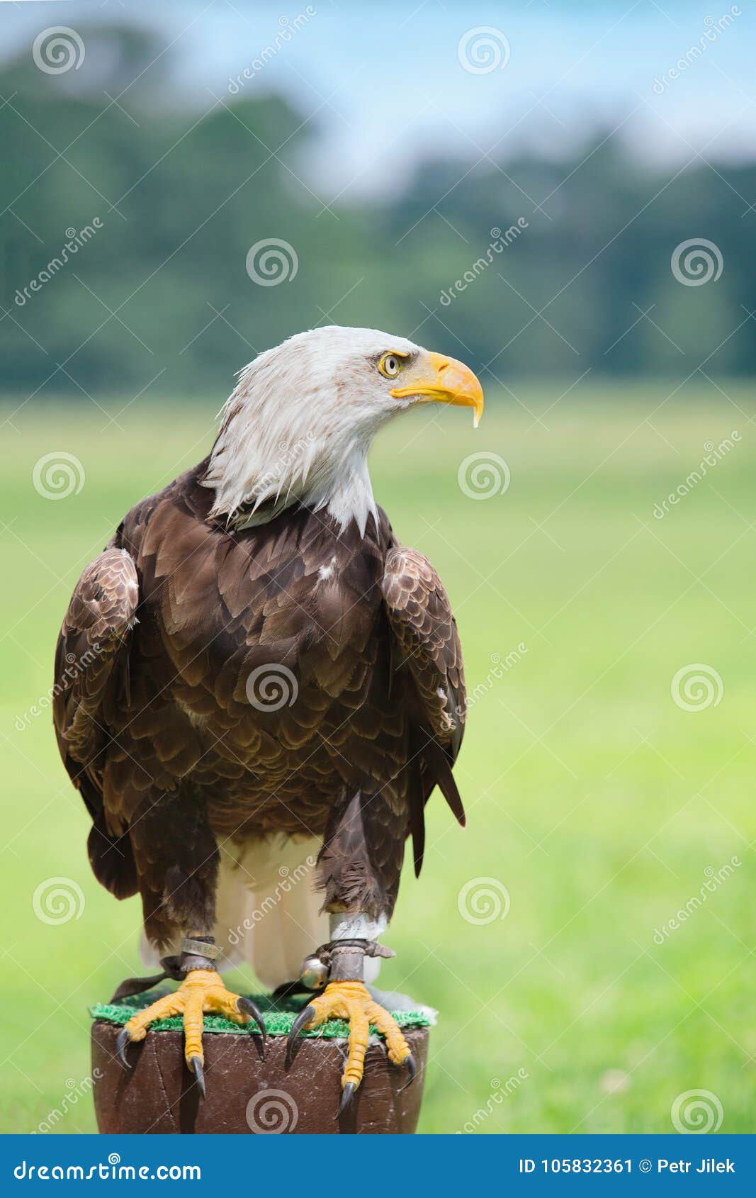 Bald Eagle Head Close Up Portrait Stock Image - Image of face ...