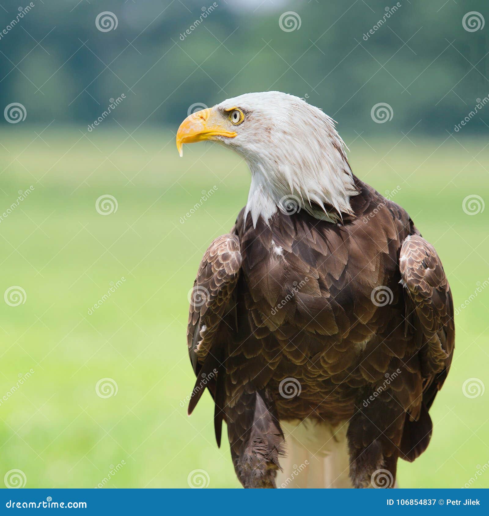 Bald eagle head stock image. Image of iris, falconry - 106854837