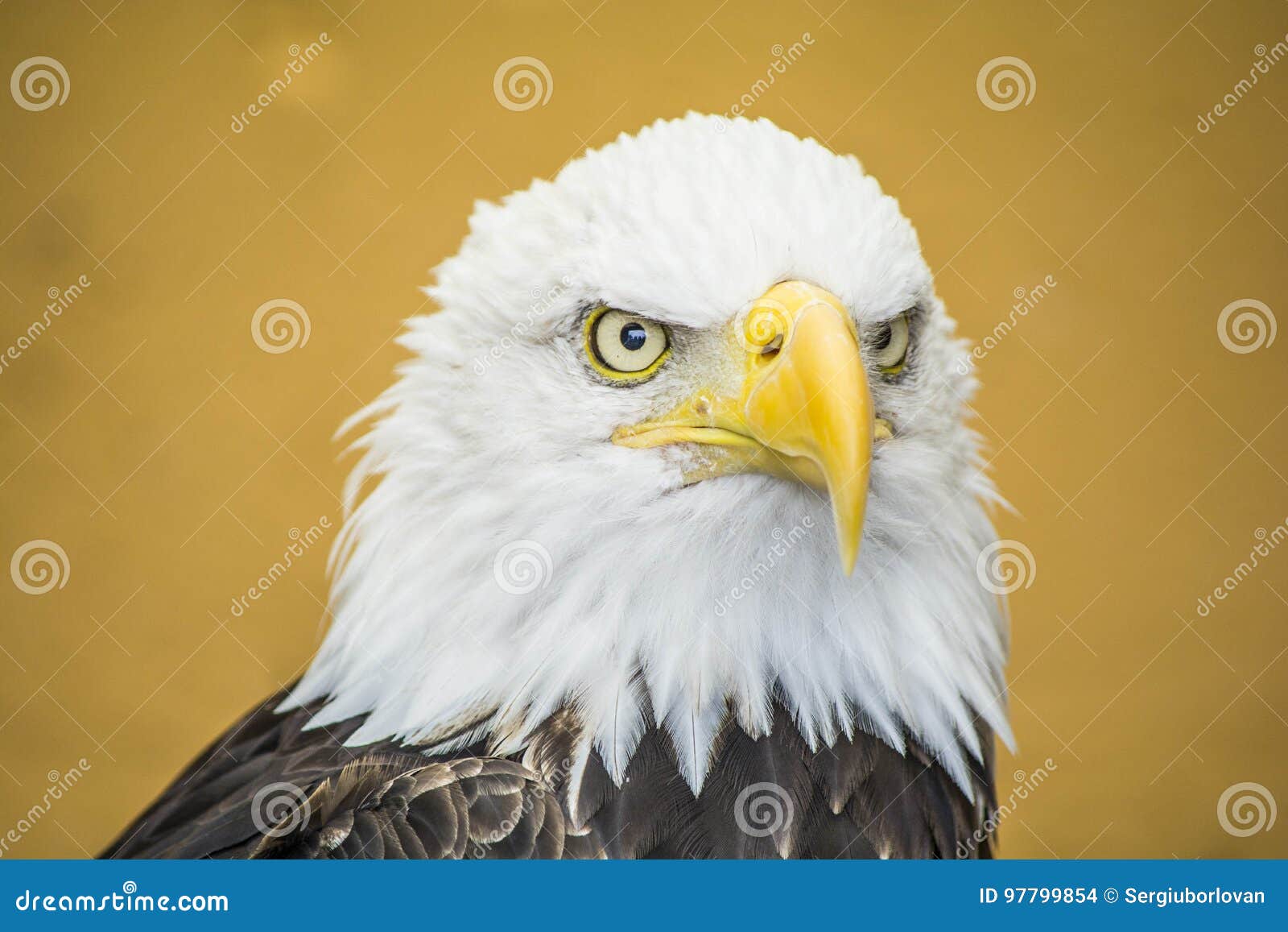 Bald Eagle Head stock photo. Image of yellow, wildlife - 97799854