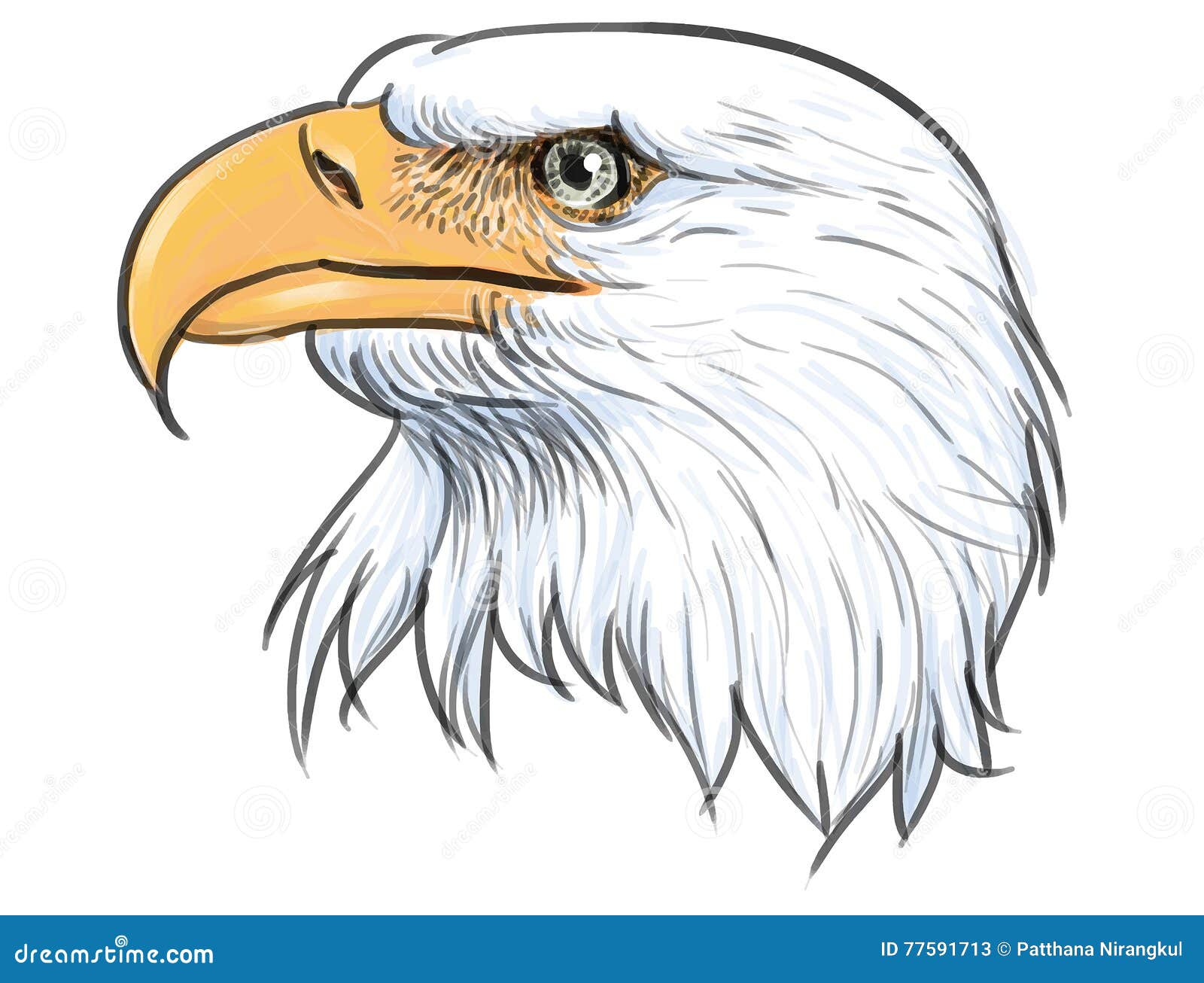 Bald Eagle Head Color Vector. | CartoonDealer.com #77591713 Bald Eagle Head Color Vector. | CartoonDealer.com #77591713