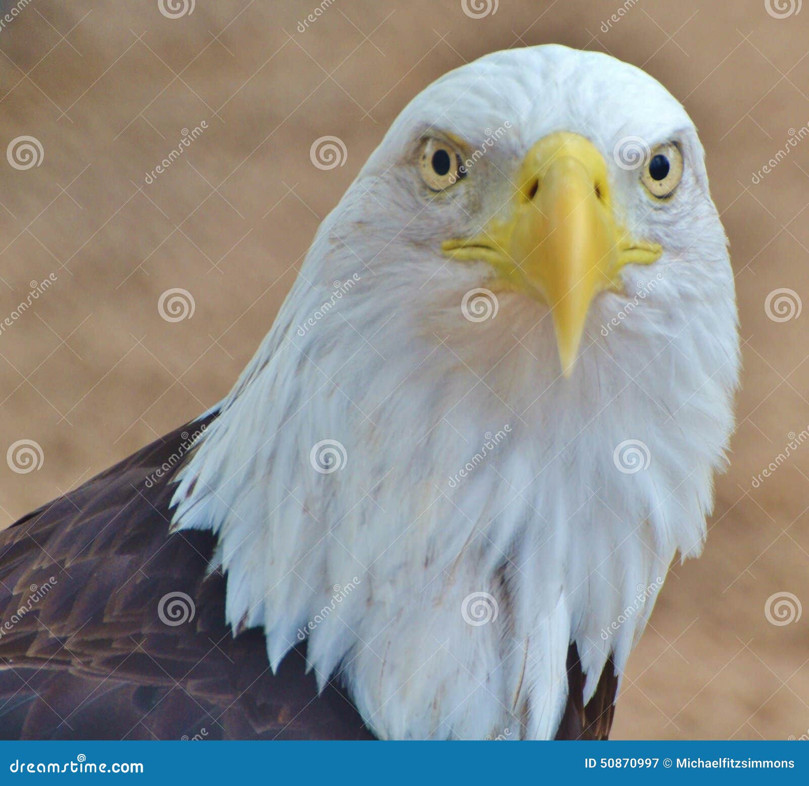 Bald Eagle Head/Face stock image. Image of birds, head - 50870997