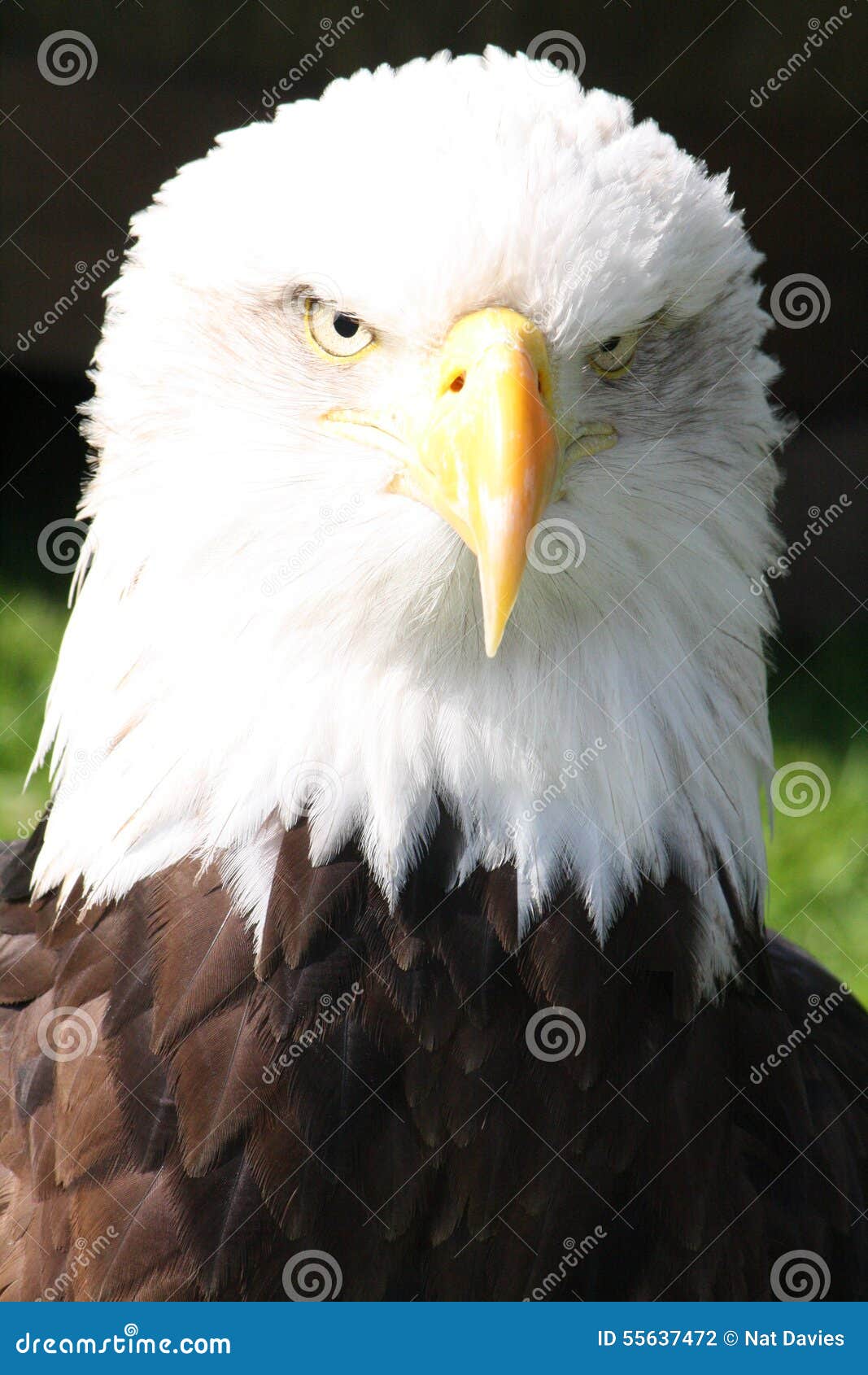 Bald Eagle Head stock photo. Image of annoyed, head, eagle - 55637472