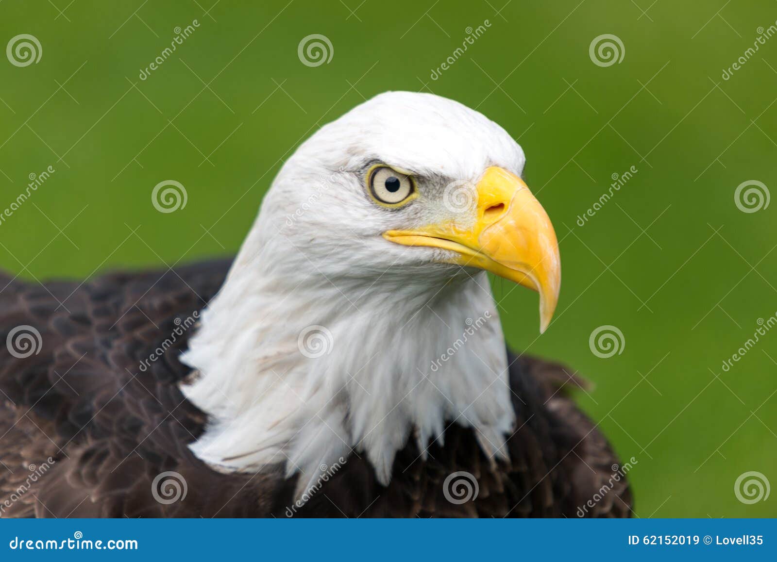 Bald eagle stock image. Image of power, canada, flight - 62152019