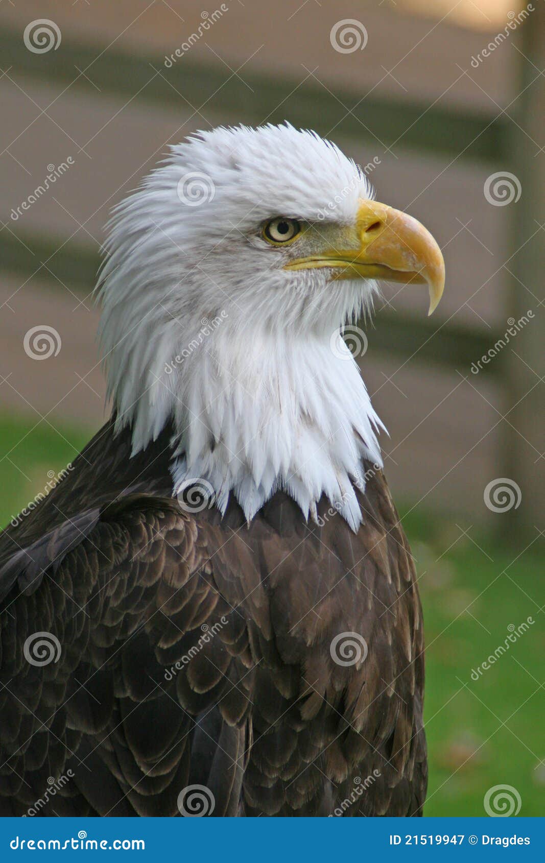 Bald Eagle head portrait stock image. Image of noble - 21519947