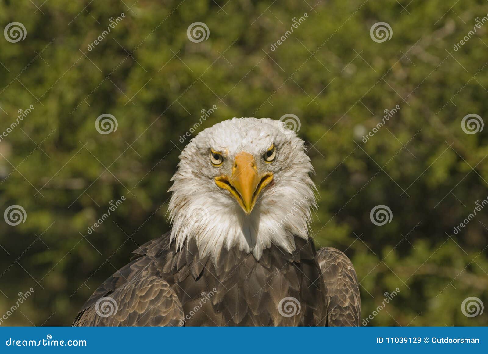 Bald eagle head shot stock image. Image of prey, americana - 11039129