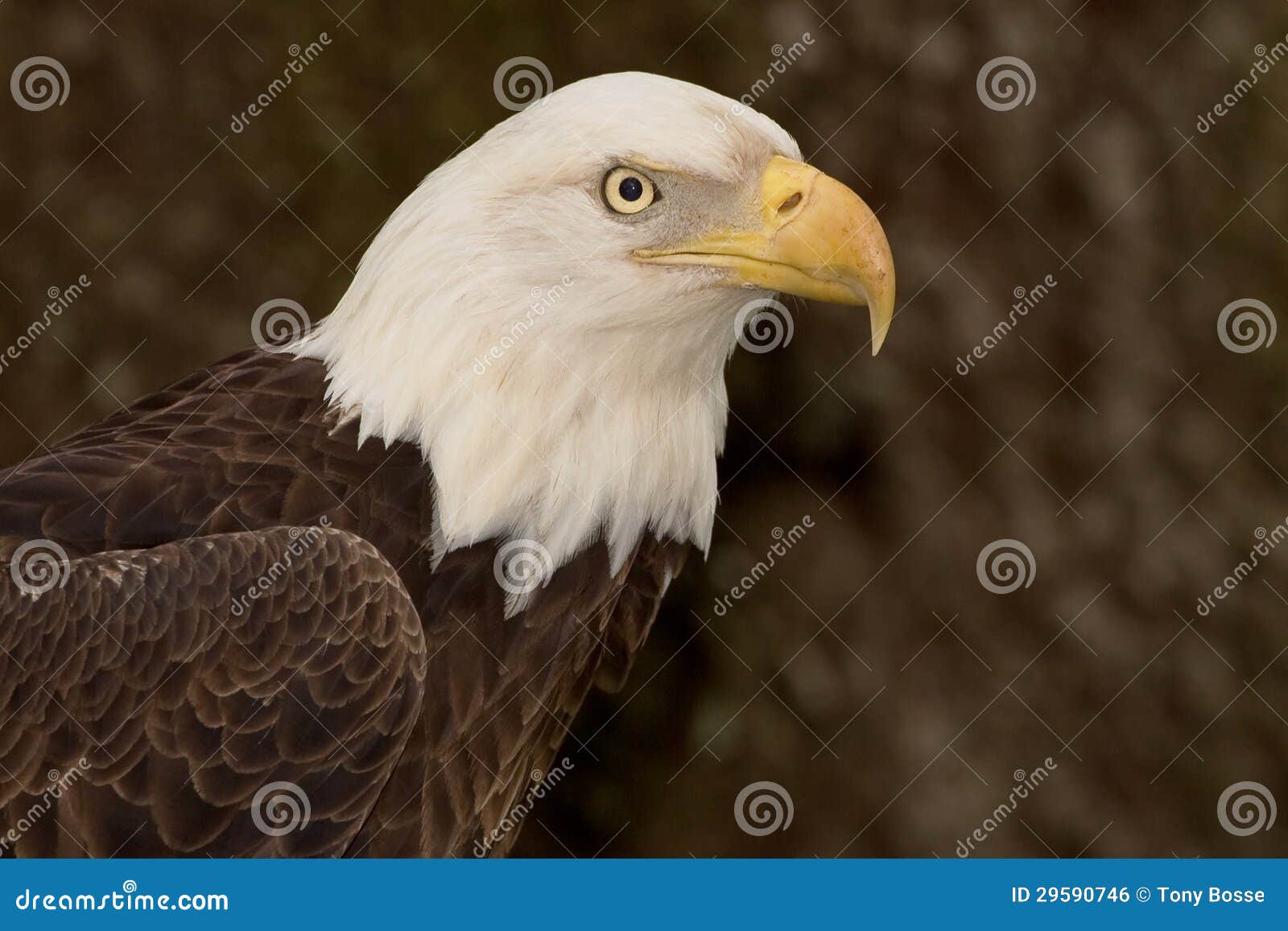 Bald Eagle Head Shot stock photo. Image of symbol, bald - 29590746