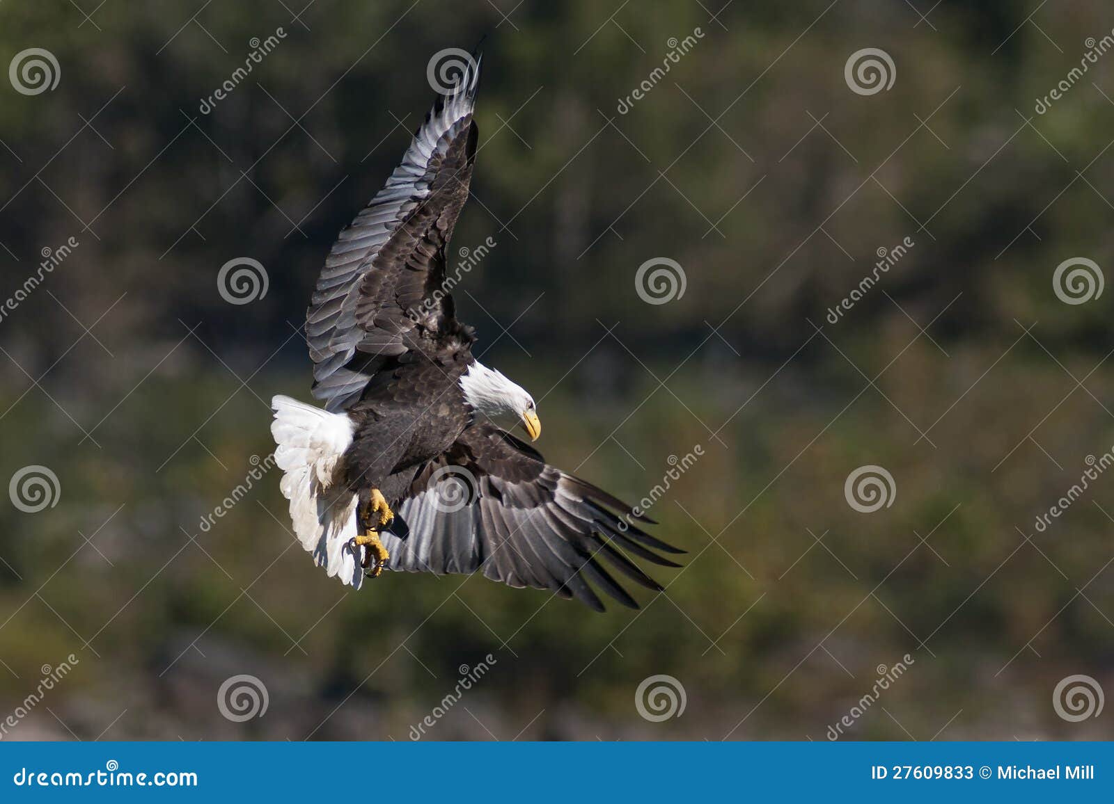 Bald Eagle Hunting stock image. Image of soaring, wild - 27609833