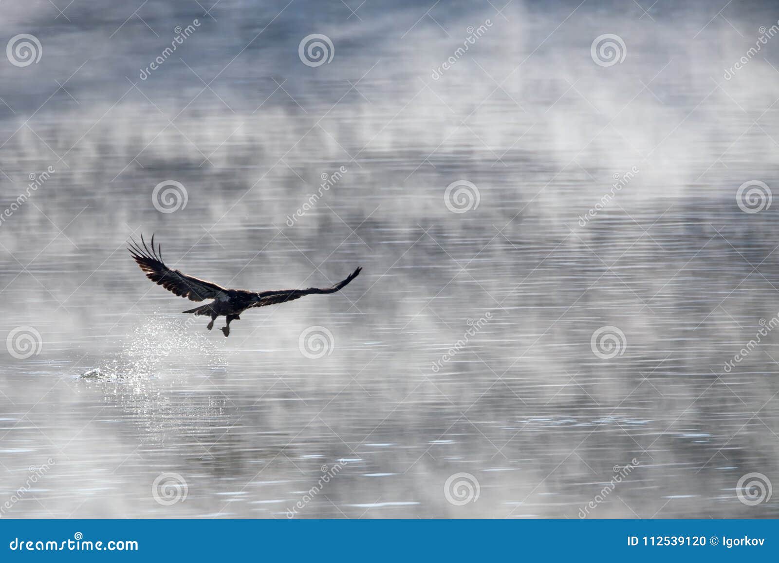 Bald eagle hunting stock photo. Image of wildlife, bird - 112539120