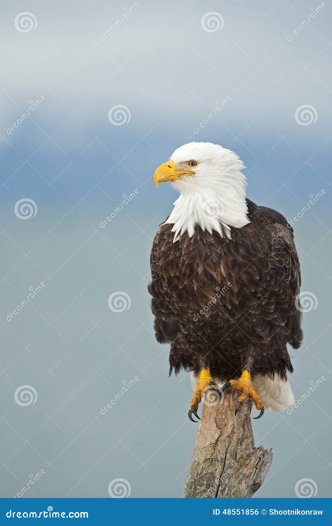 Bald Eagle Image Perched Vertical Stock Photo - Image of leucocephalus ...