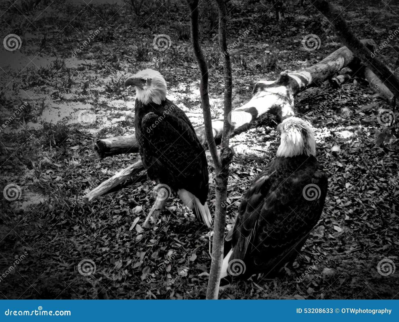 Bald Eagle 2 stock image. Image of wildlife, bald, eagle - 53208633