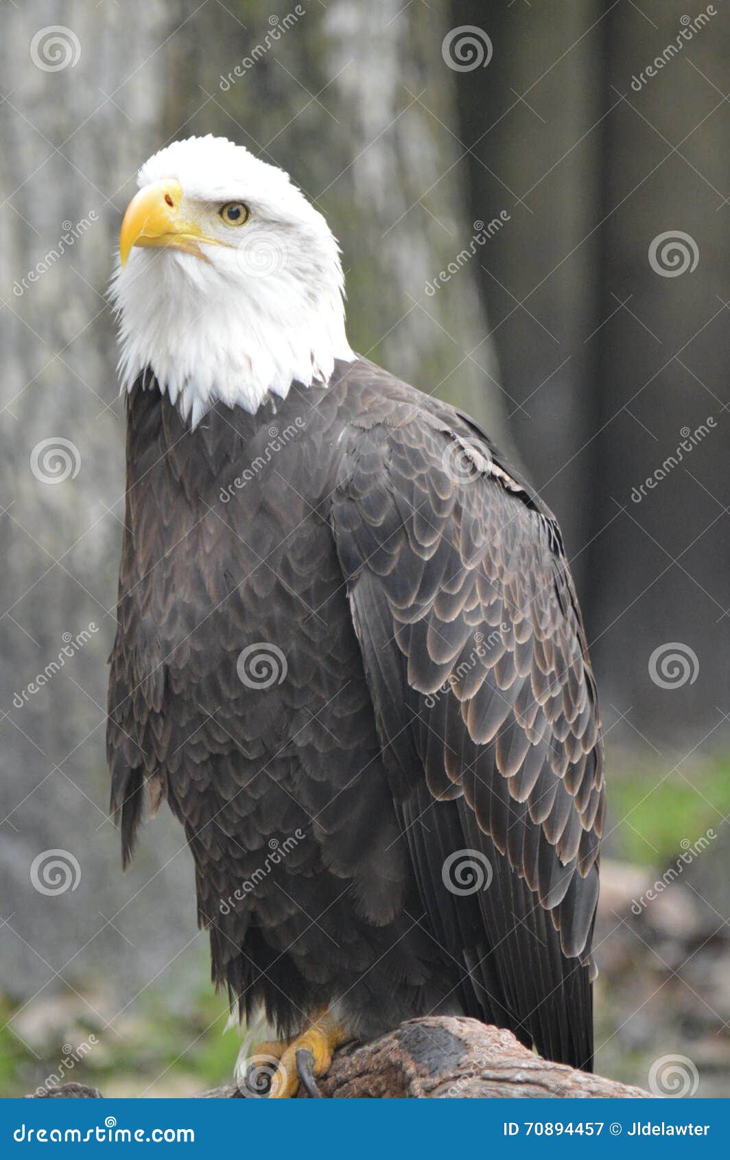 Bald Eagle stock image. Image of creature, birds, predator - 70894457