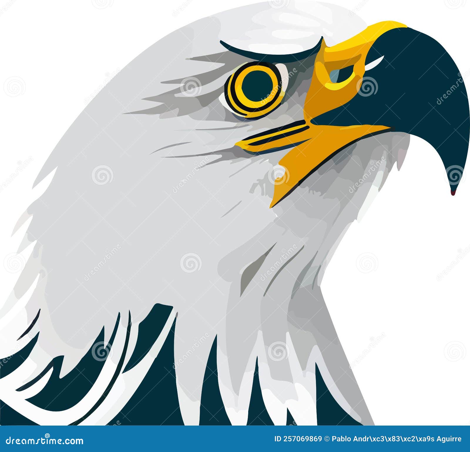 Bald Eagle Isolated on White. Stock Illustration - Illustration of ...