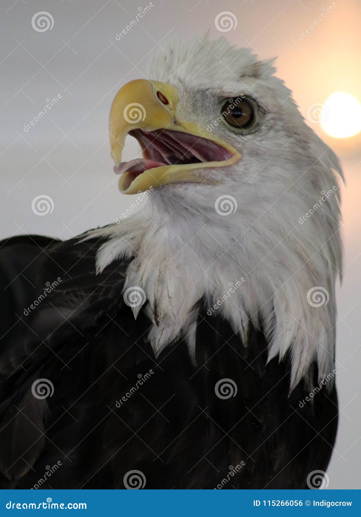 Eagle with Beak Open stock photo. Image of eagle, side - 115266056