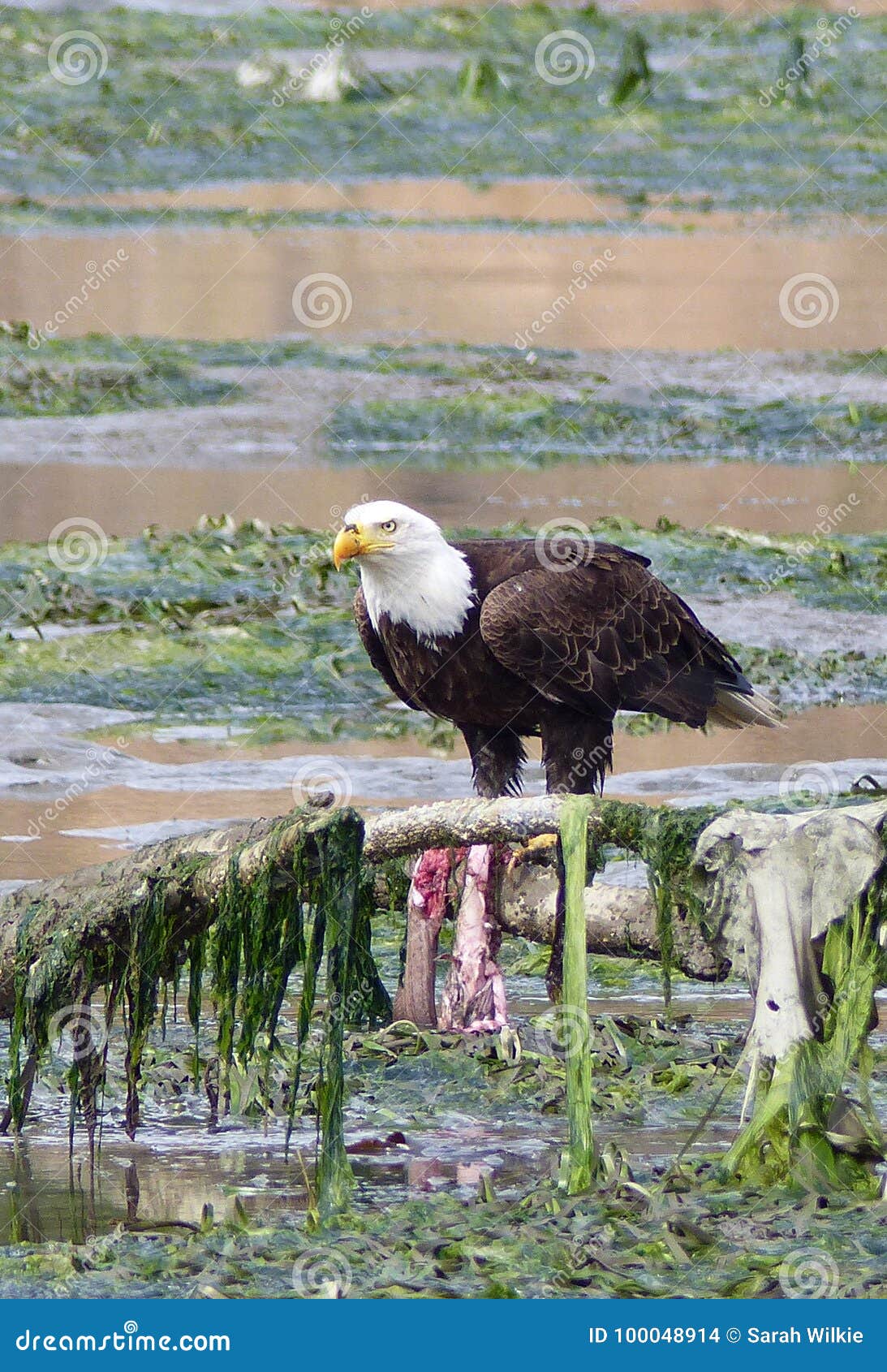 Bald eagle stock photo. Image of fish, estuary, branch - 100048914