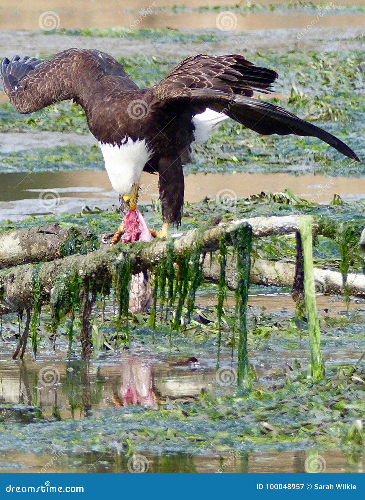 Bald eagle stock image. Image of america, symbol, branch - 100048957