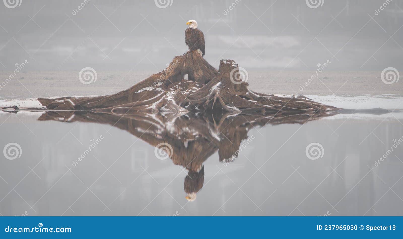 Bald Eagle with Lake Reflection Stock Photo - Image of grey, nature ...