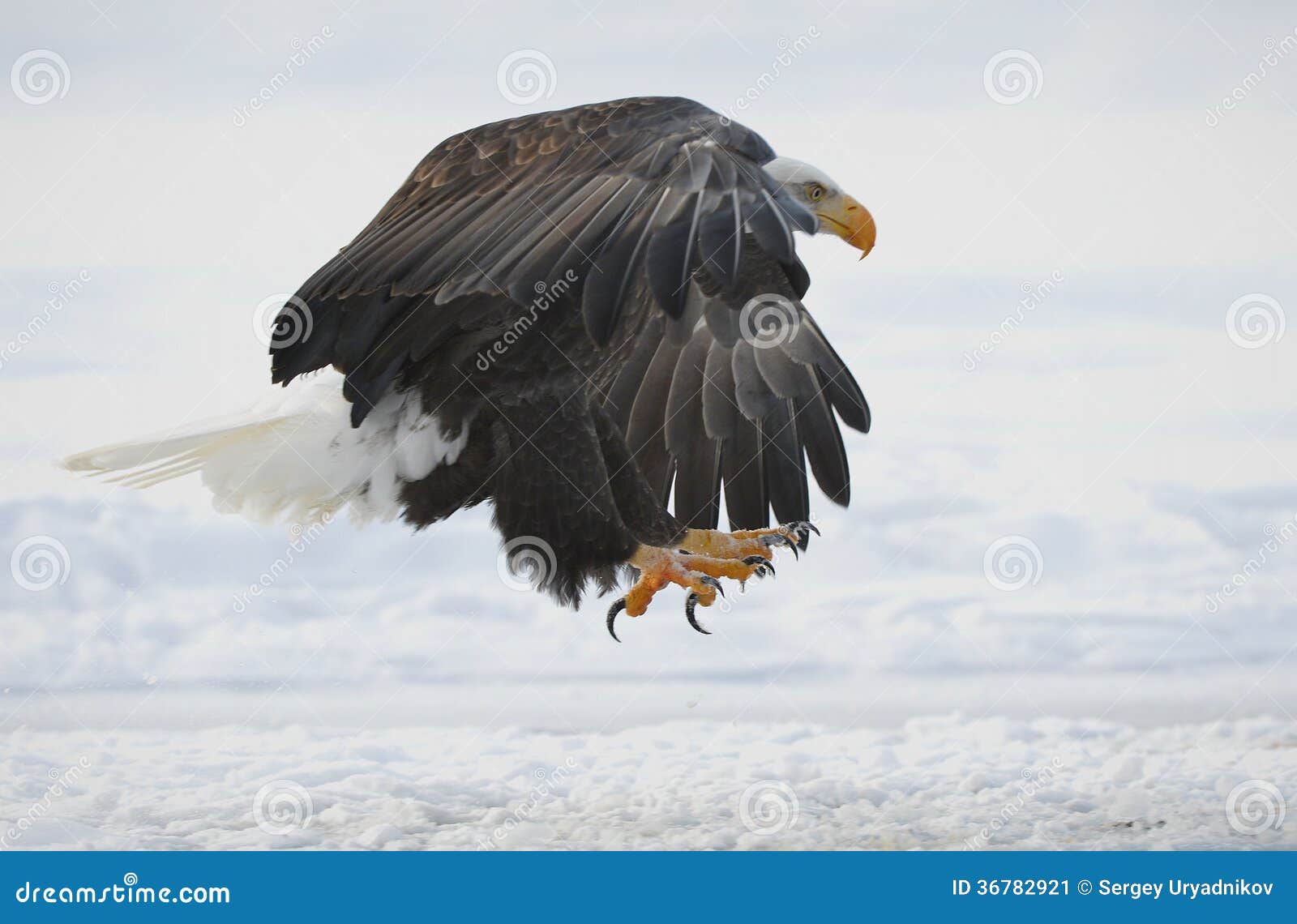 The Bald eagle landed stock image. Image of chilkat, haliaeetus - 36782921