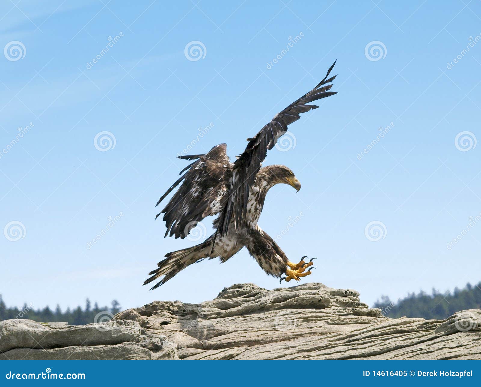 Bald Eagle Landing stock image. Image of prey, talons - 14616405
