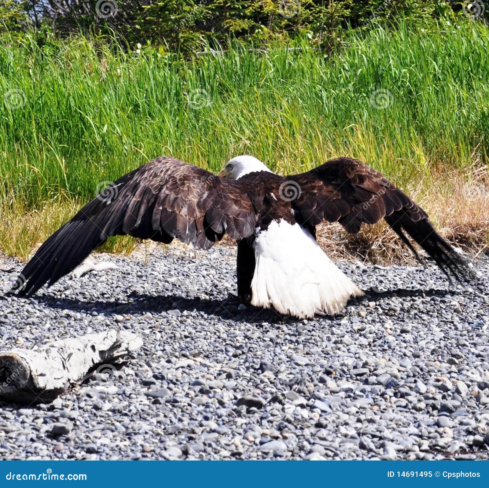 Bald Eagle landing stock image. Image of north, wild - 14691495