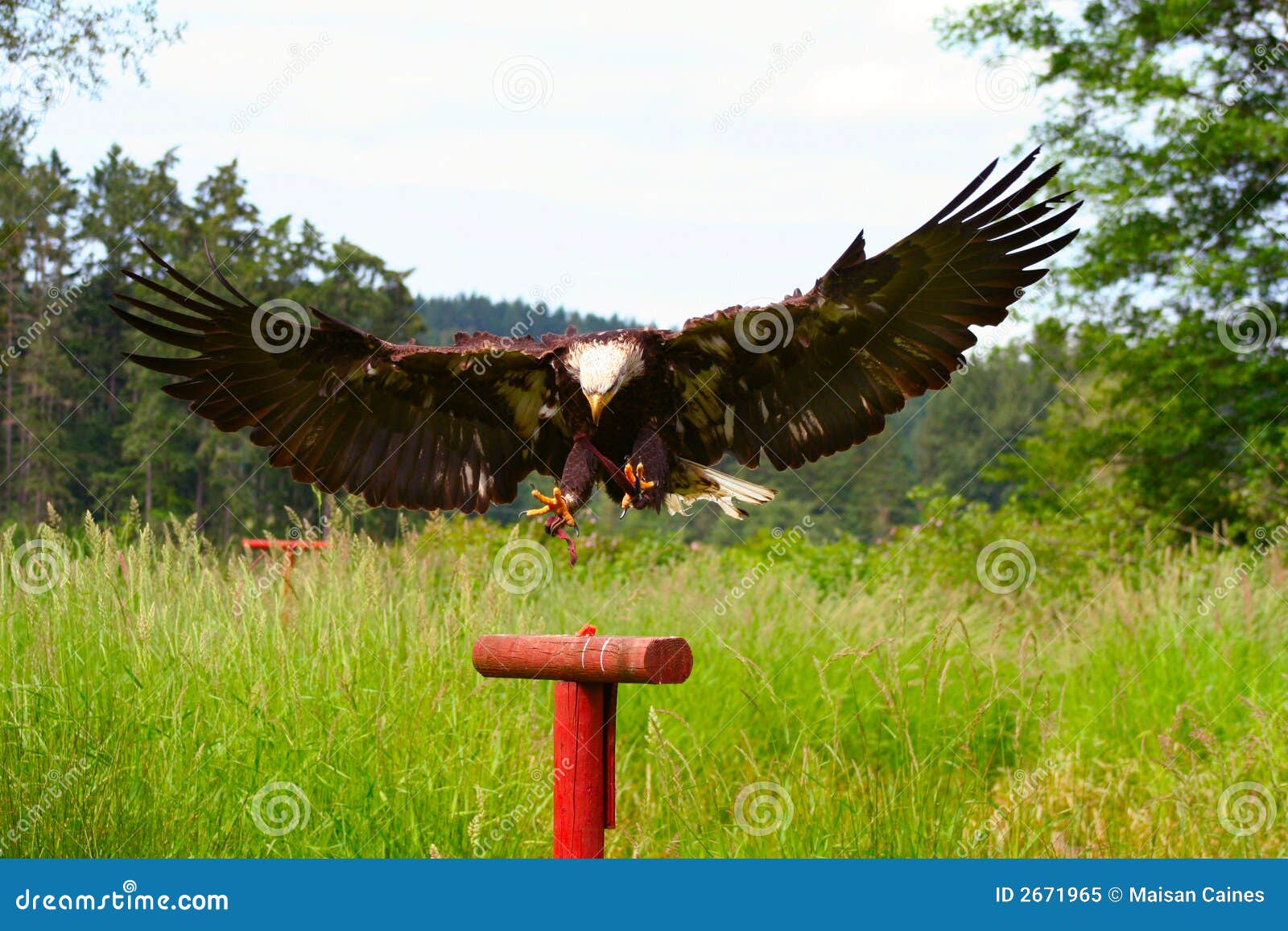 Bald Eagle Landing stock image. Image of bald, eagle, america - 2671965