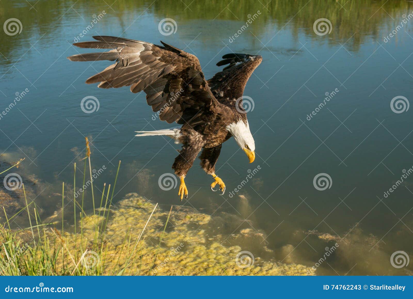Bald Eagle Landing stock image. Image of symbol, bald - 74762243