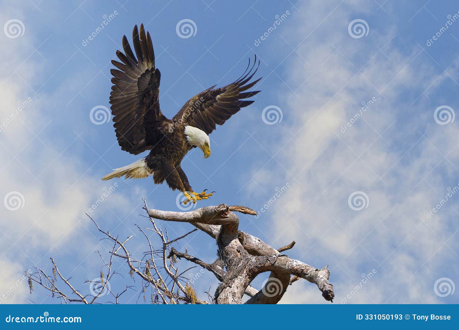 Bald Eagle Landing on a Dead Tree Snag Stock Image - Image of flight ...