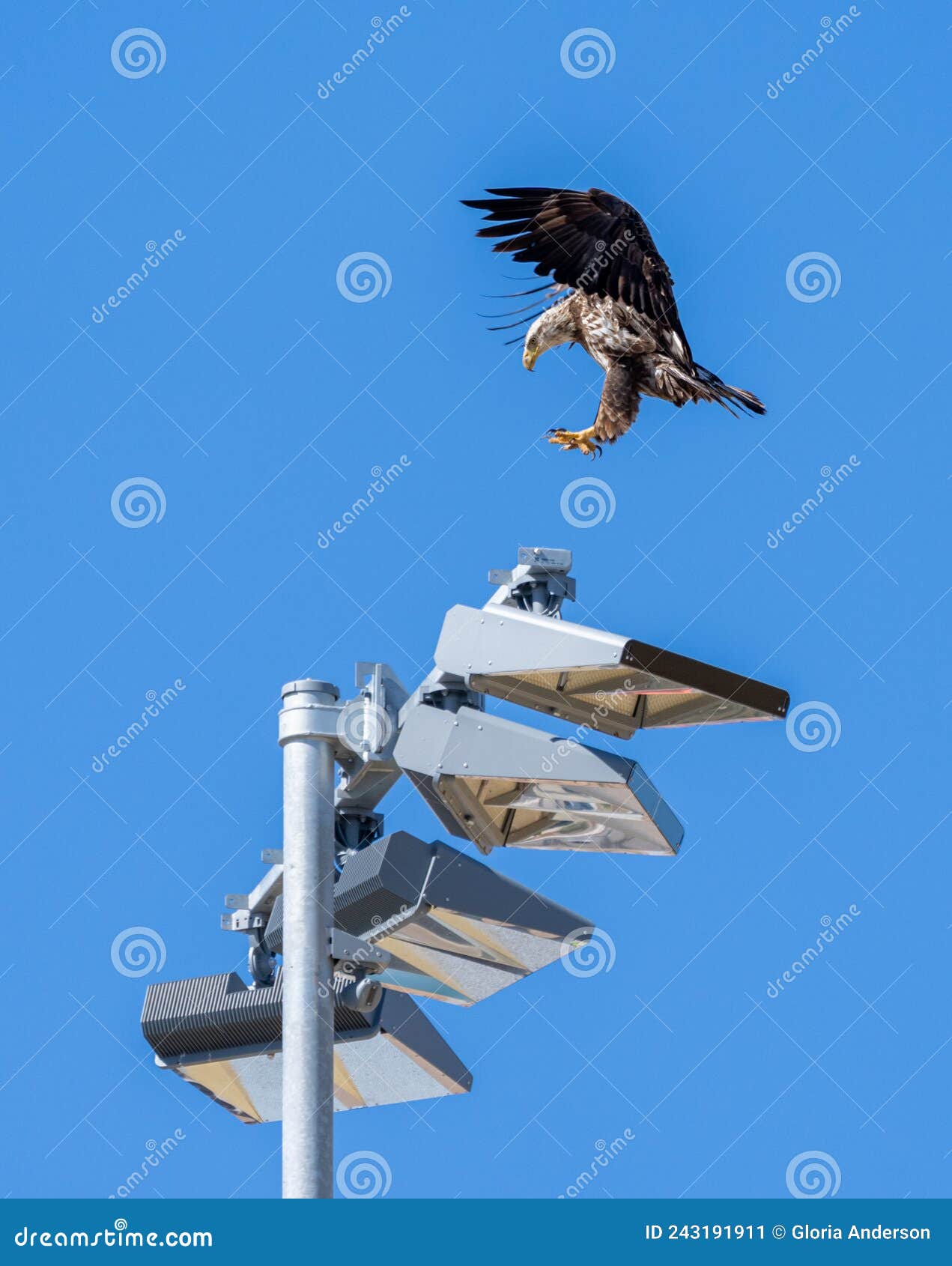 Bald Eagle Landing on a Lamp Post Stock Image - Image of photographer ...