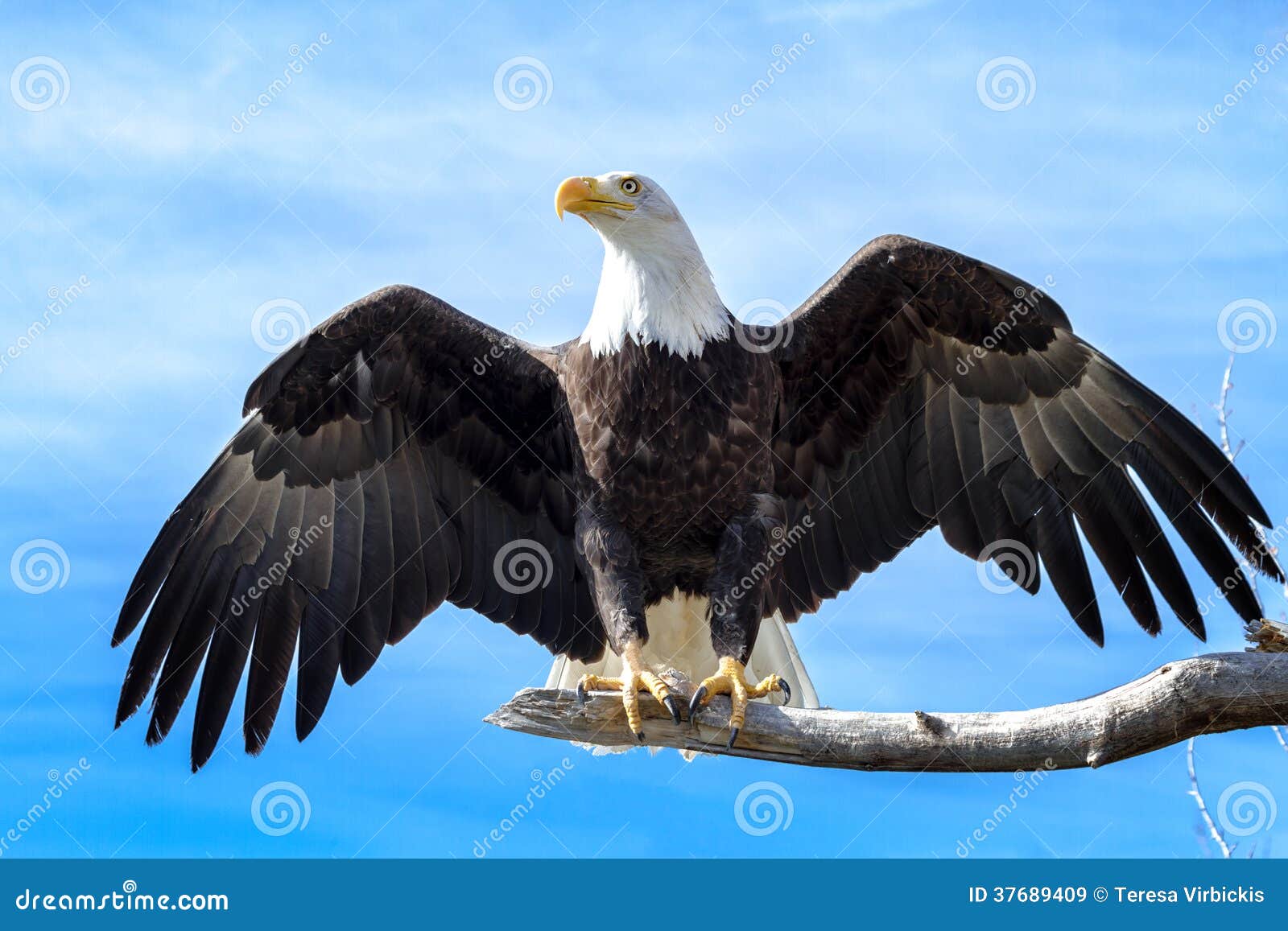 Bald Eagle Flying Low Over The Ocean Stock Photography | CartoonDealer ...