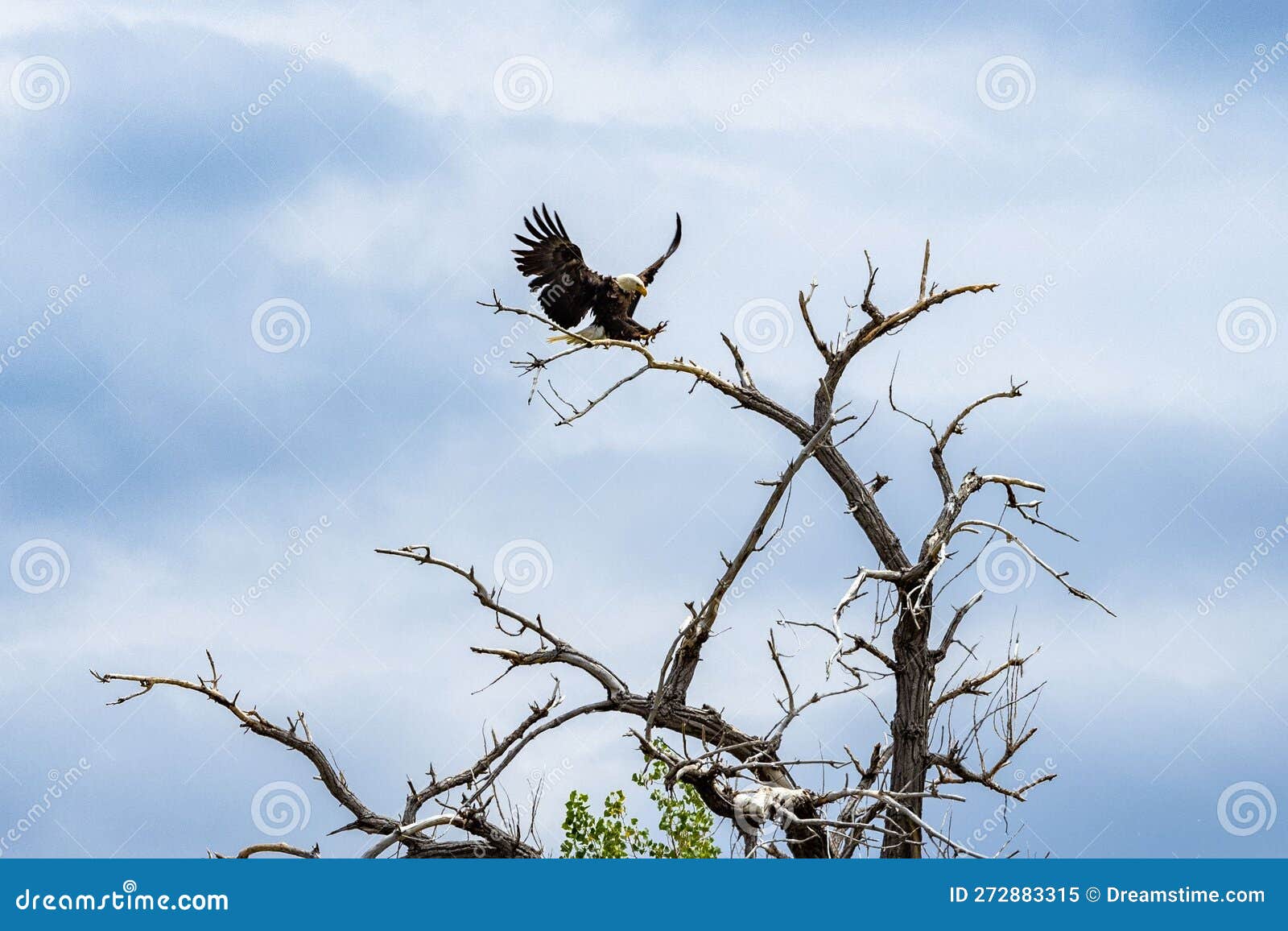 Bald Eagle Landing on a Leafless Tree. Stock Image - Image of wings ...