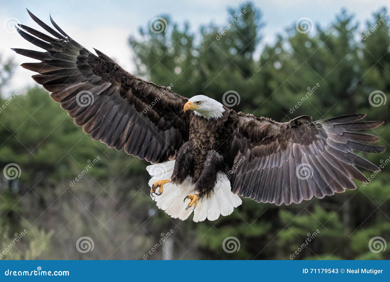 Bald Eagle Landing stock image. Image of outdoor, bird - 71179543