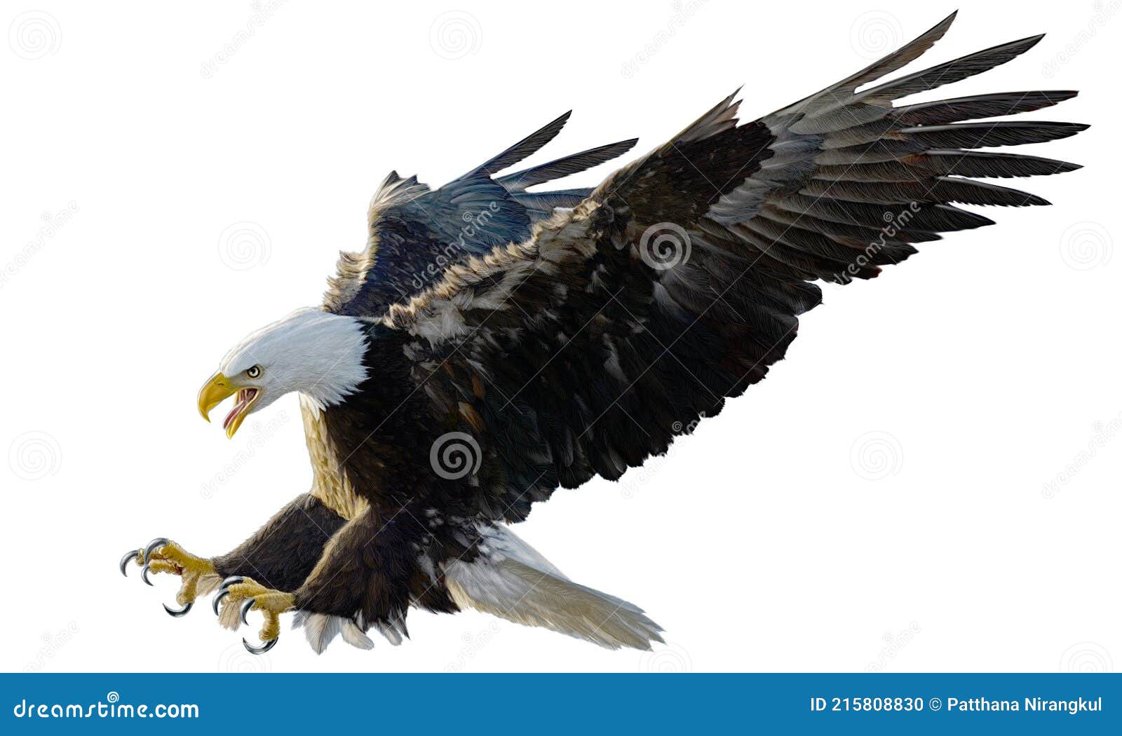 Bald Eagle Landing Swoop Attack Hand Draw and Paint on White Background ...