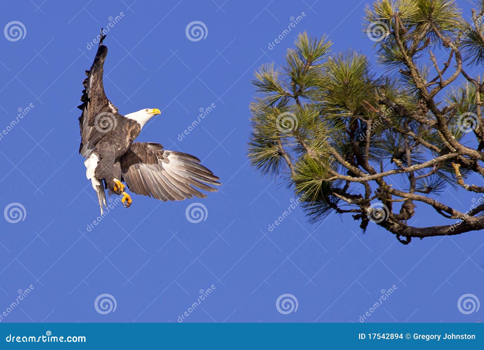 Bald Eagle Landing in Tree. Stock Photo - Image of branch, perched ...