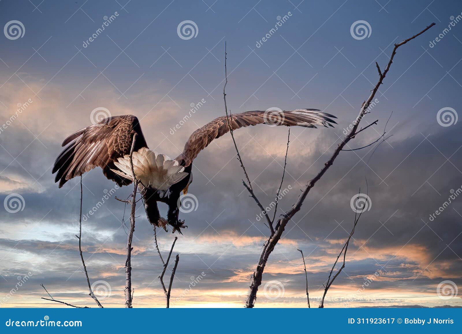 Bald Eagle Landing in a Tree Stock Image - Image of hill, beak: 311923617