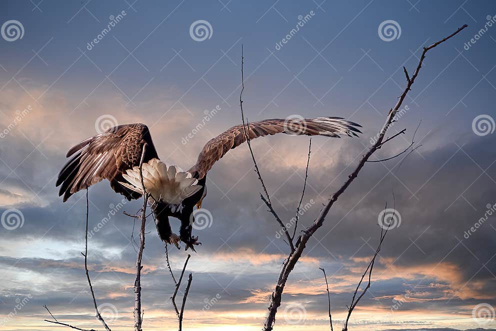 Bald Eagle Landing in a Tree Stock Image - Image of hill, beak: 311923617