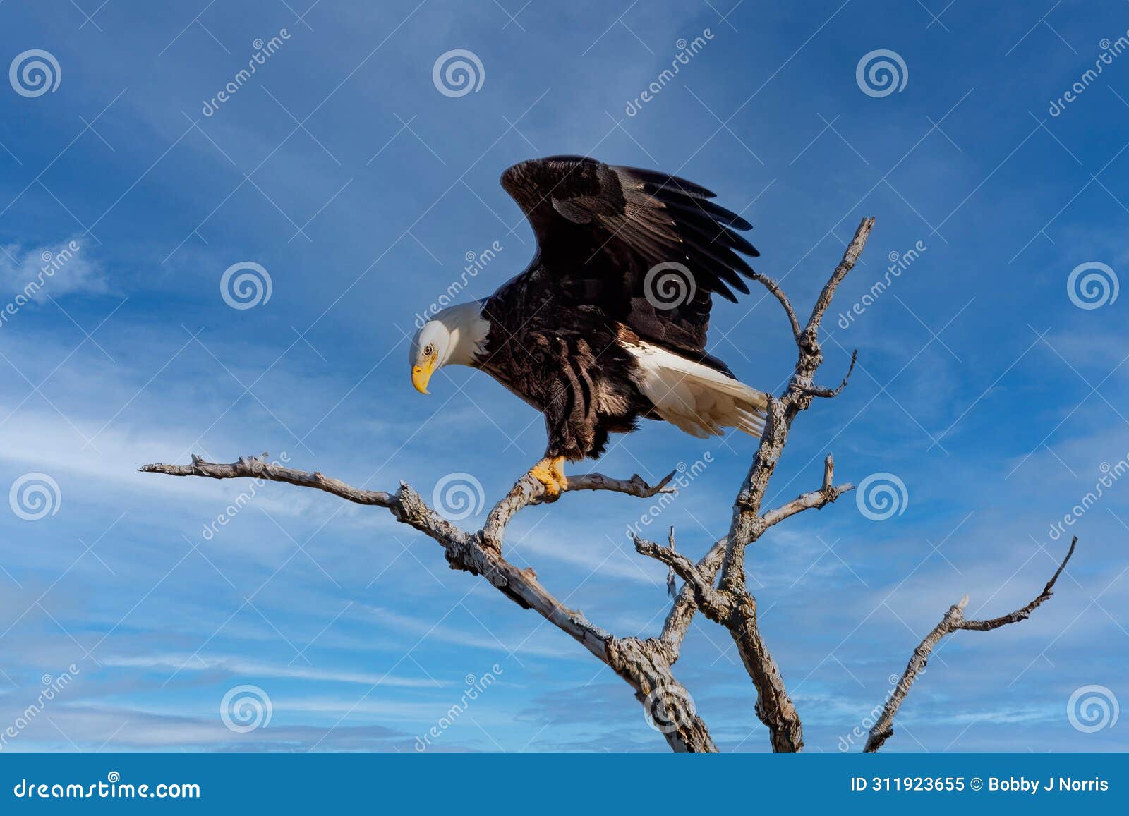 Bald Eagle Landing in a Tree Stock Image - Image of juvenile, raptor ...