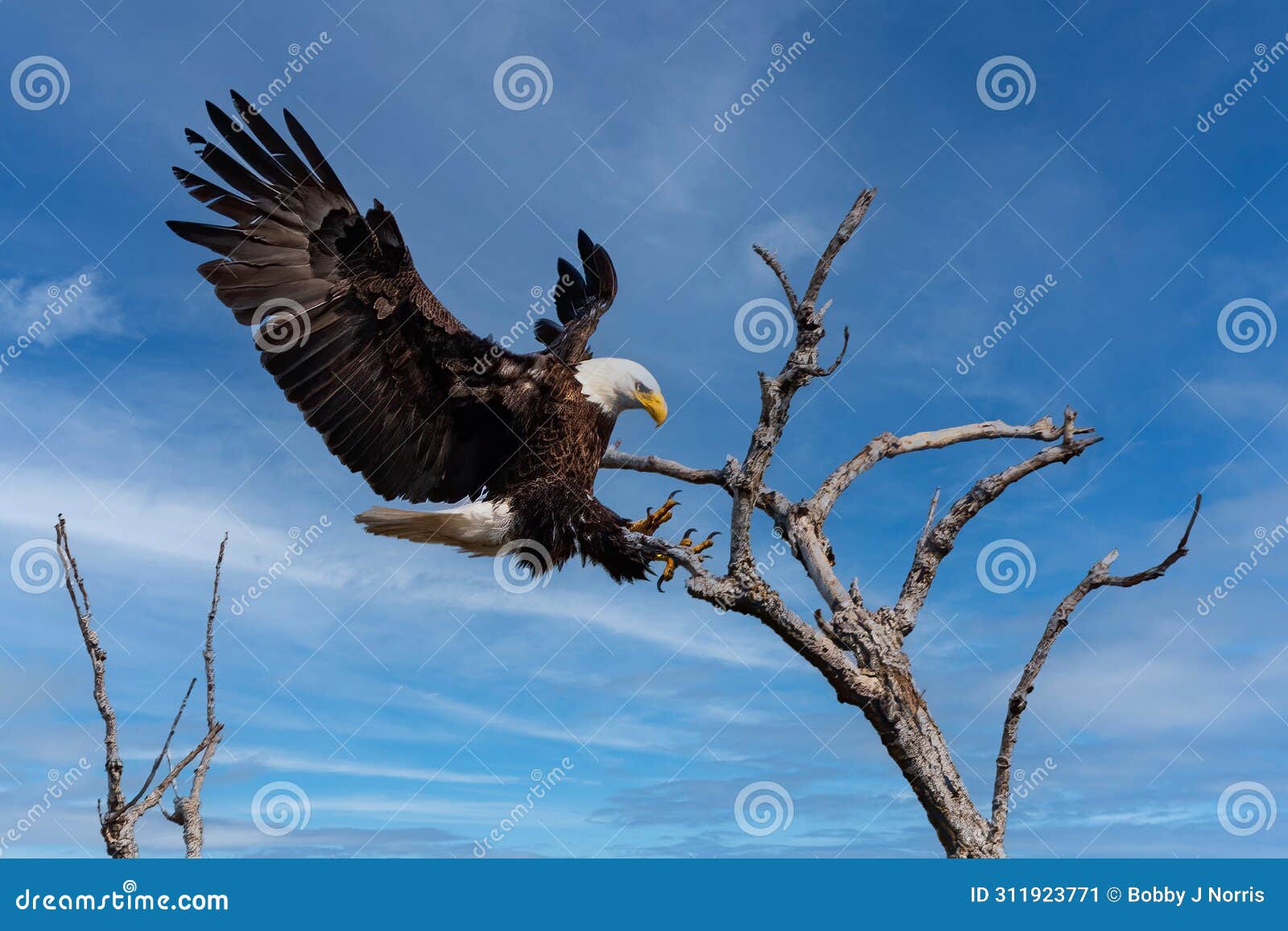 Bald Eagle Landing in the Tree Stock Image - Image of spre, vulture ...