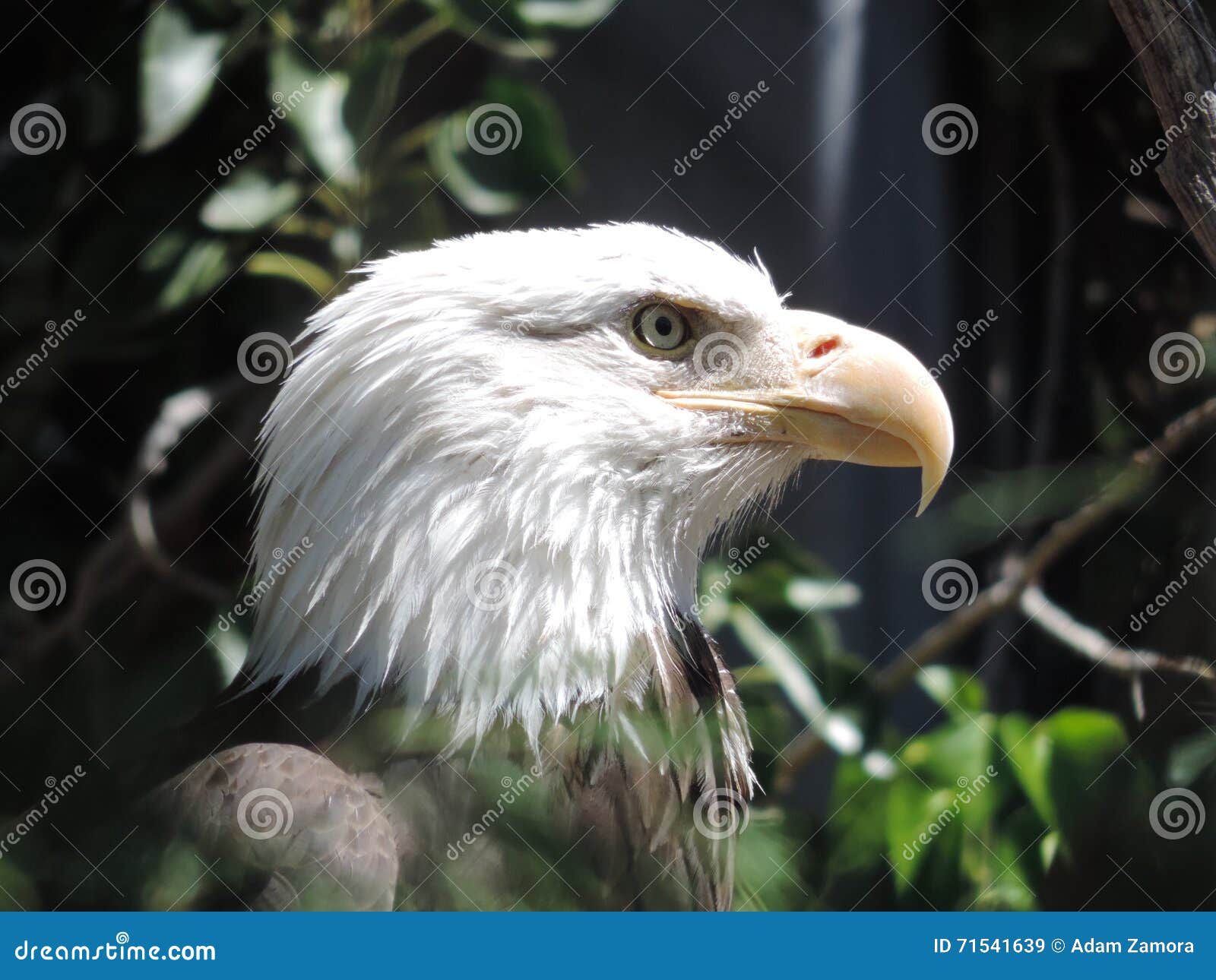 Bald eagle stock image. Image of bird, bald, eagle, cage - 71541639