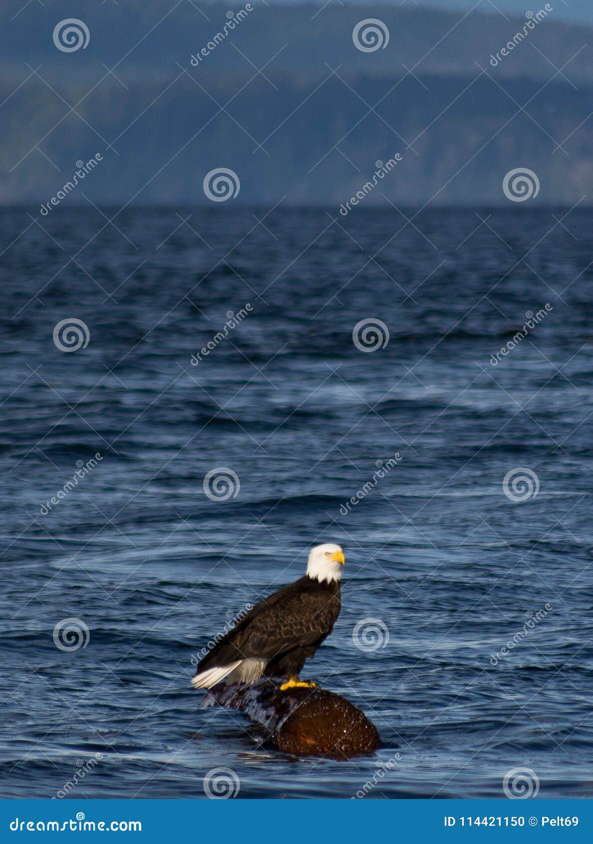 Bald Eagle on Water Surface Stock Photo - Image of species, plumage ...