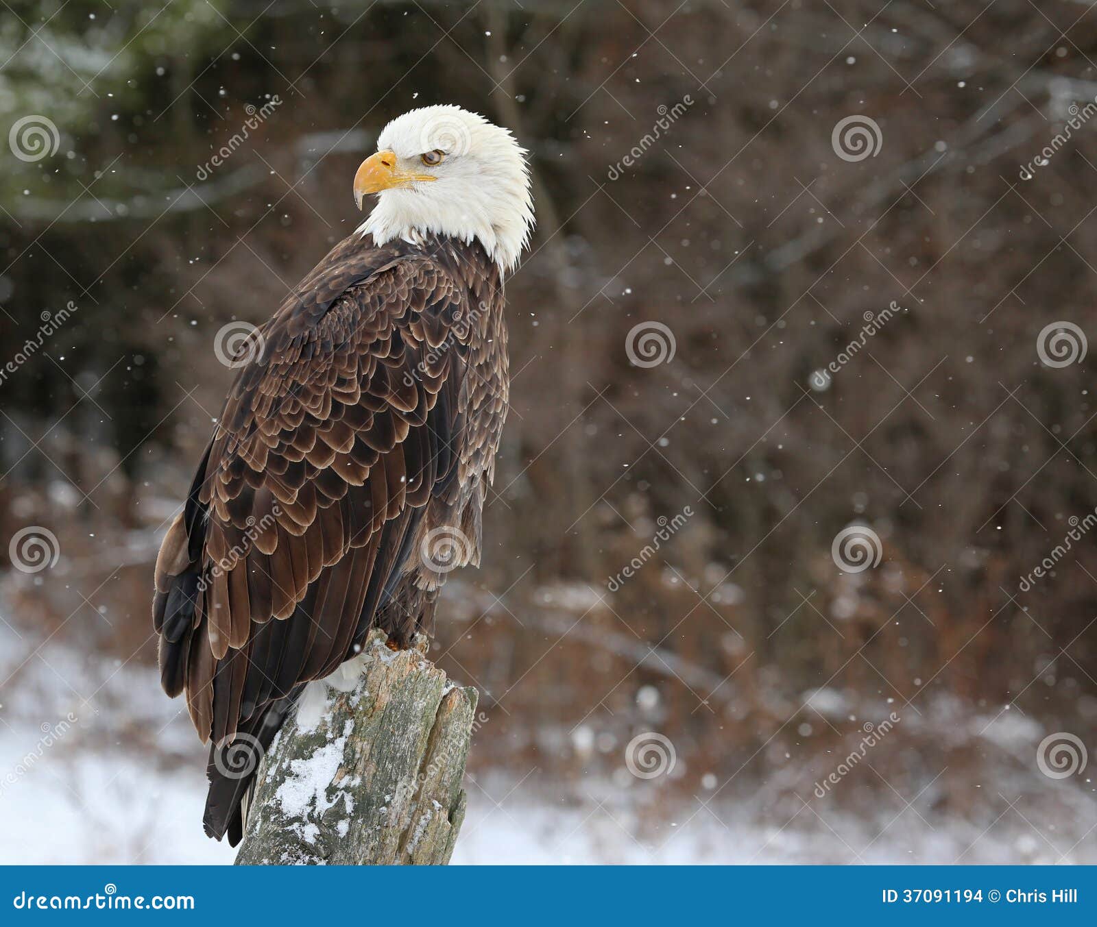 Bald Eagle Looking Back stock photo. Image of perched - 37091194
