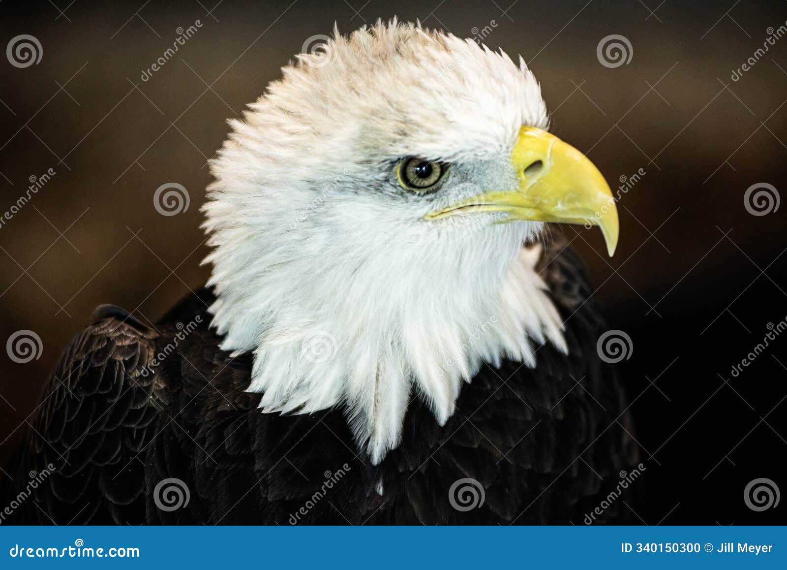 Bald Eagle Looking into Camera Stock Photo - Image of fierce, black: 340150300
