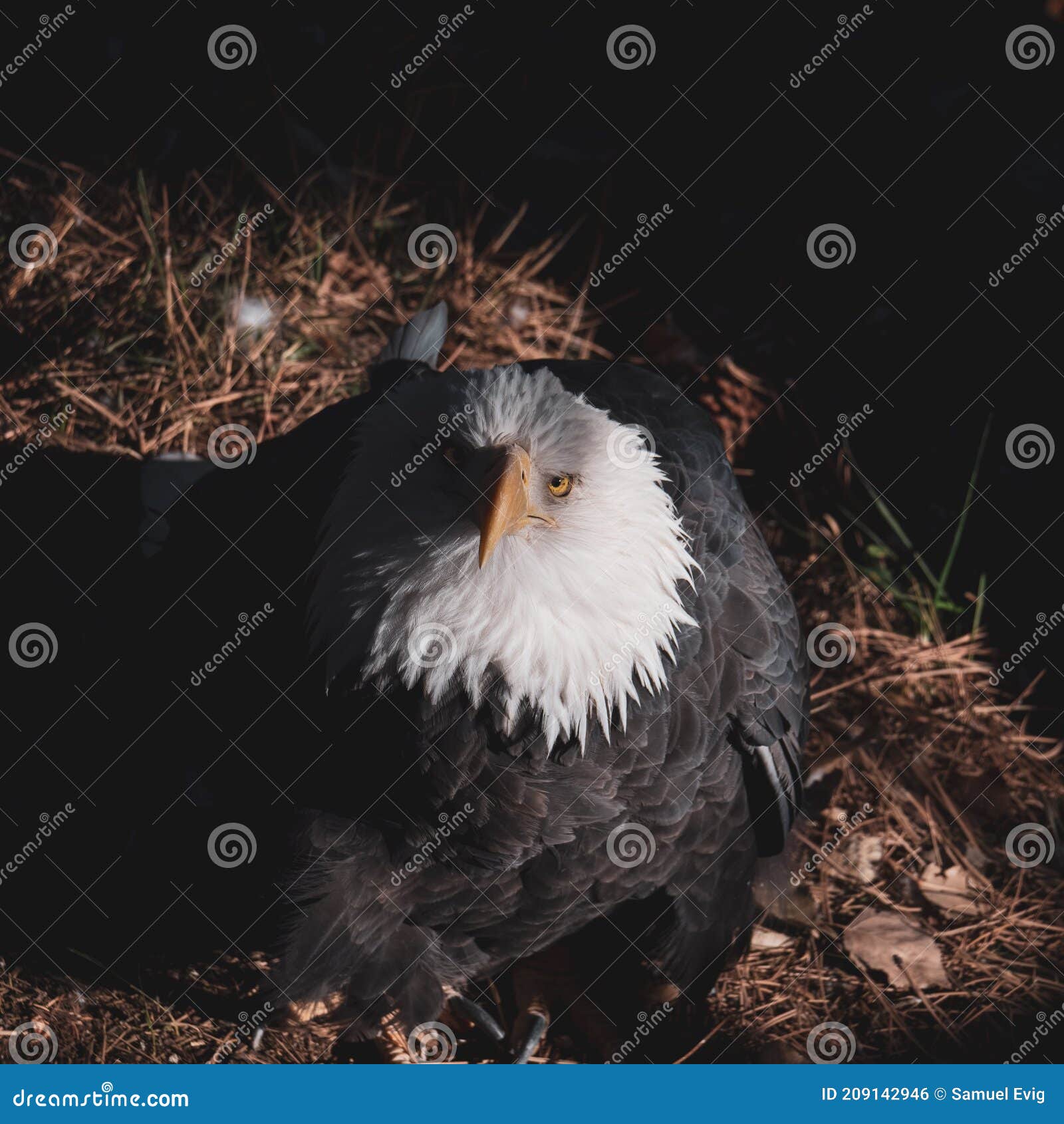 Staring bald eagle stock photo. Image of looking, staring - 209142946