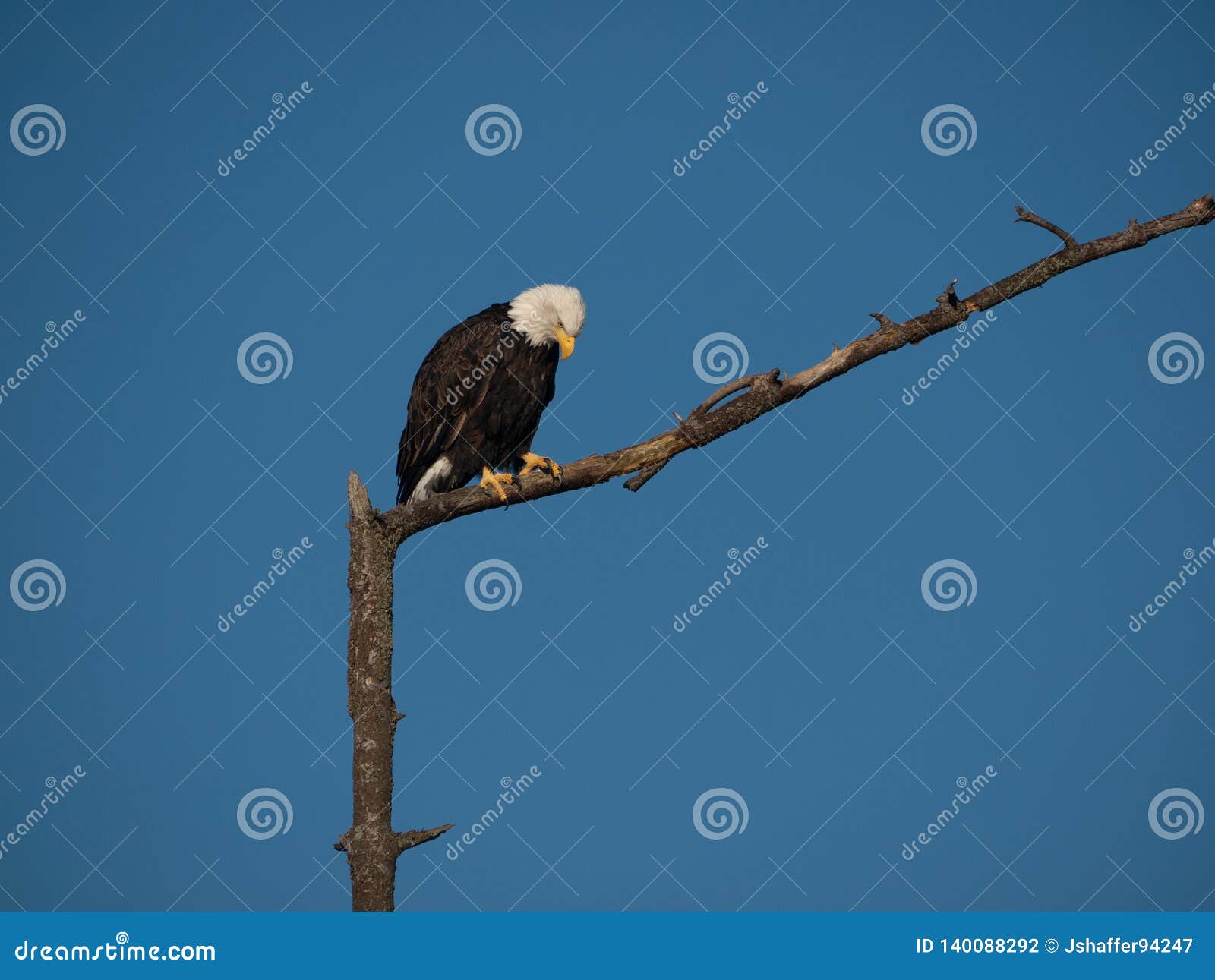 Bald Eagle Looking Down from Branch with Space for Text. Stock Photo ...