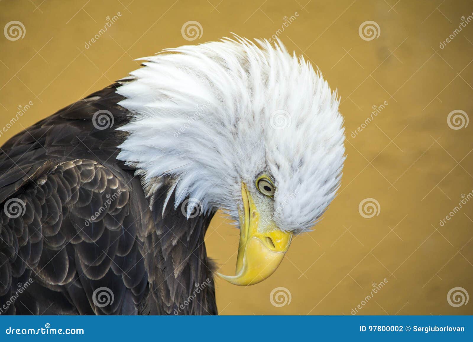 Bald Eagle looking down stock photo. Image of camera - 97800002