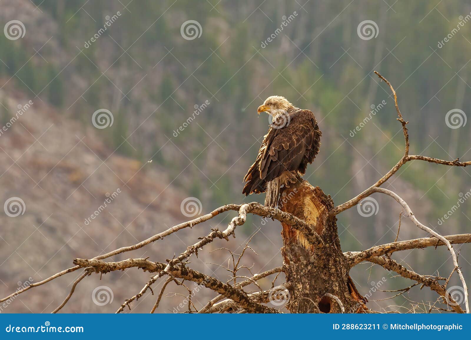 Bald Eagle Looking Intensely into the Distance Stock Image - Image of ...