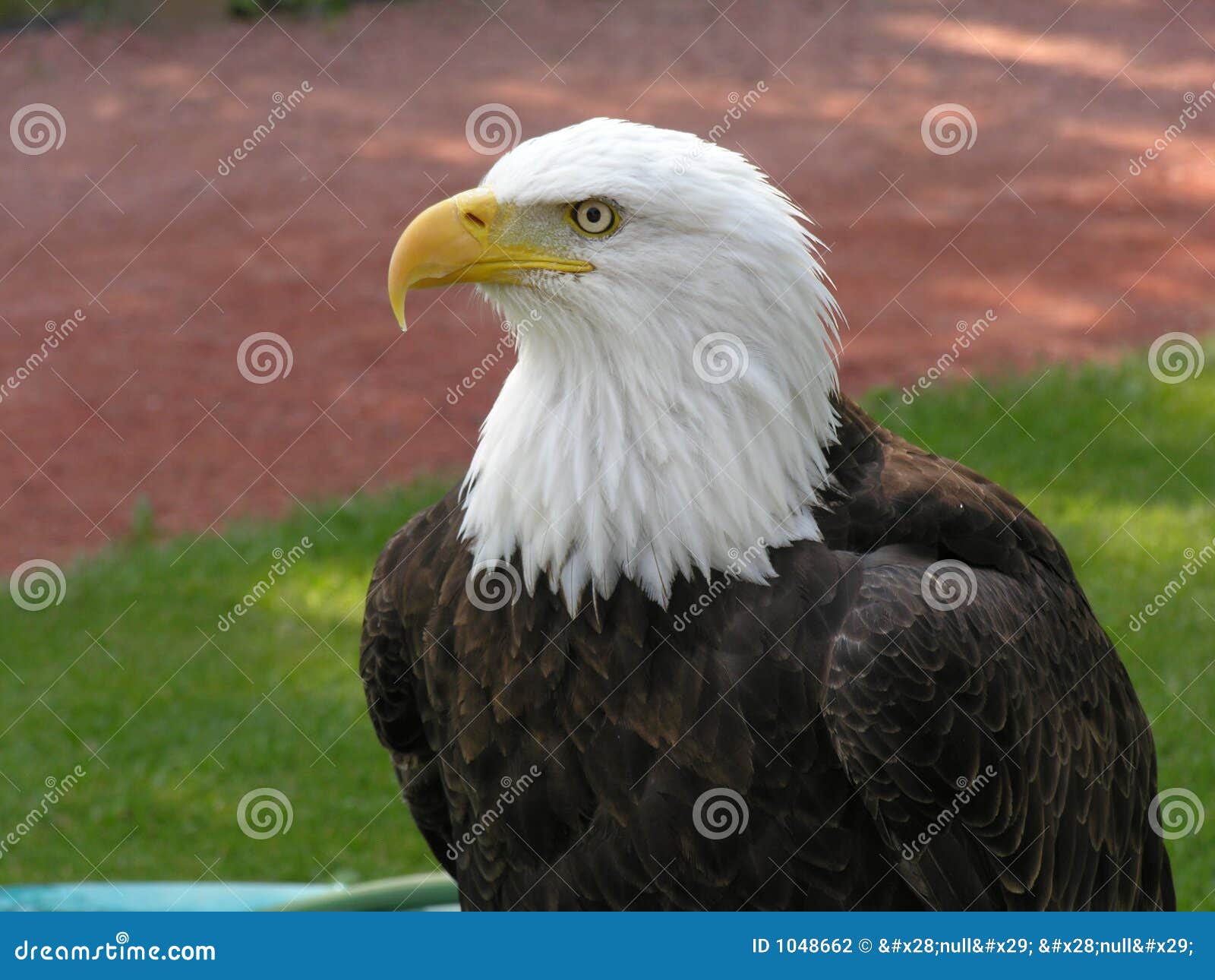 Bald Eagle Looking Left stock photo. Image of feathers - 1048662