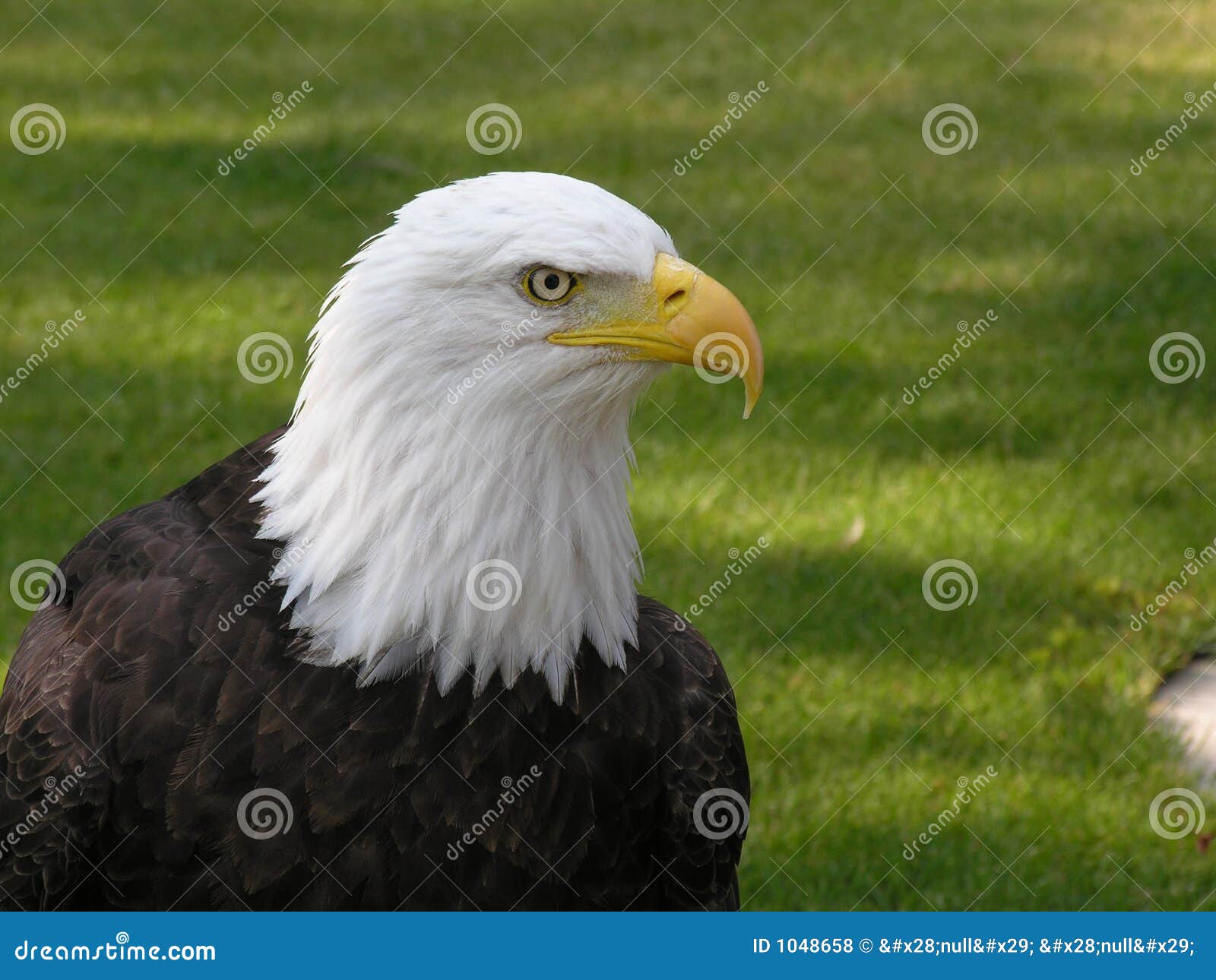 Bald Eagle Looking Right stock photo. Image of tethered - 1048658