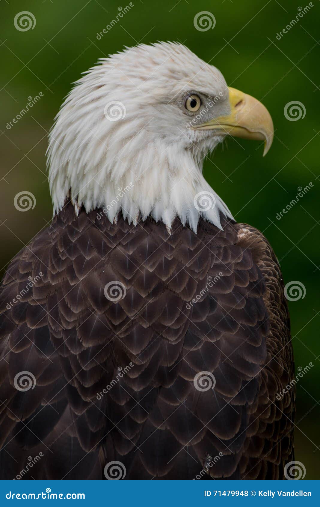 Bald Eagle Looking Right Portrait Stock Photo - Image of patriotic ...