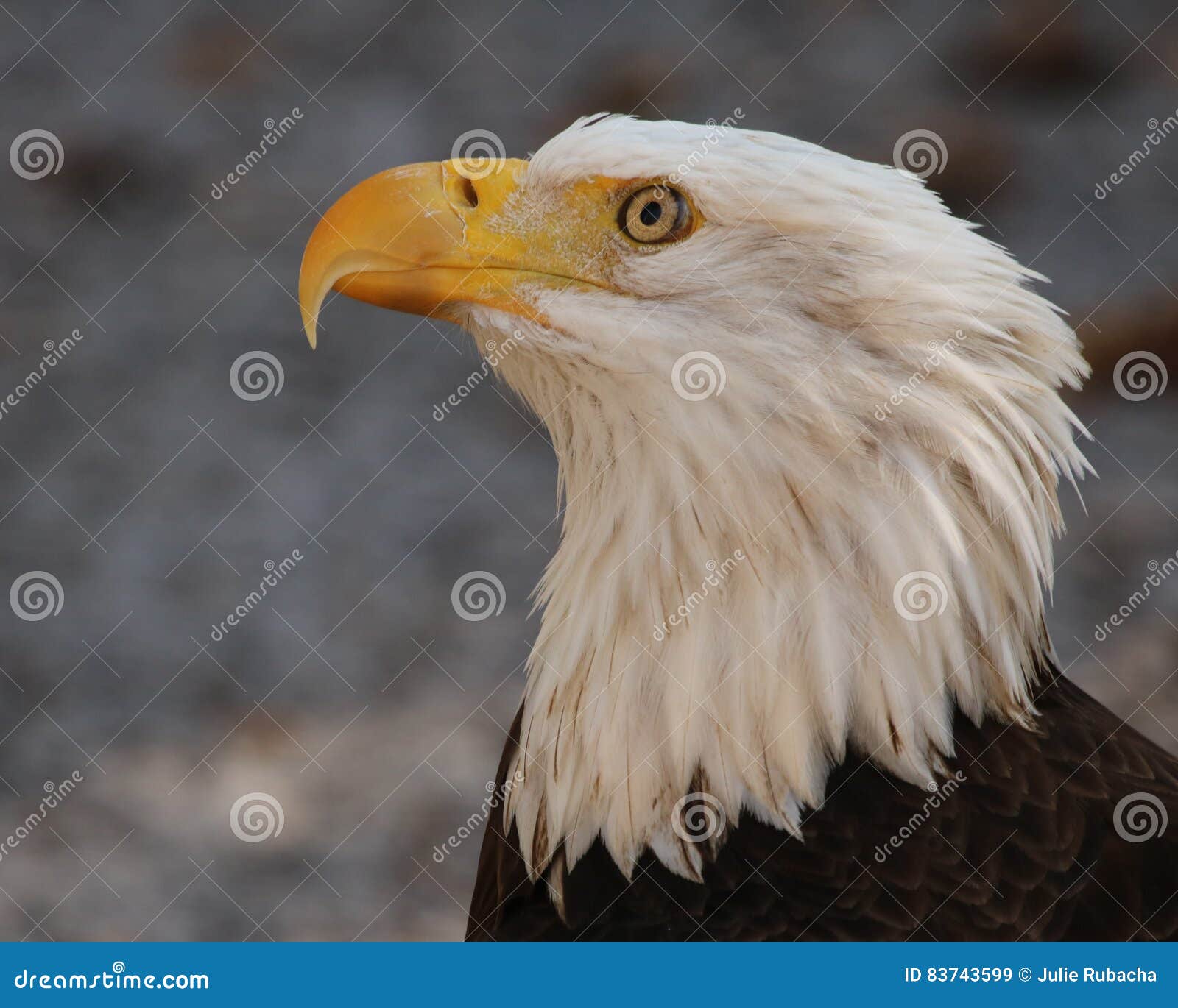 Bald Eagle looking up stock image. Image of majestic - 83743599