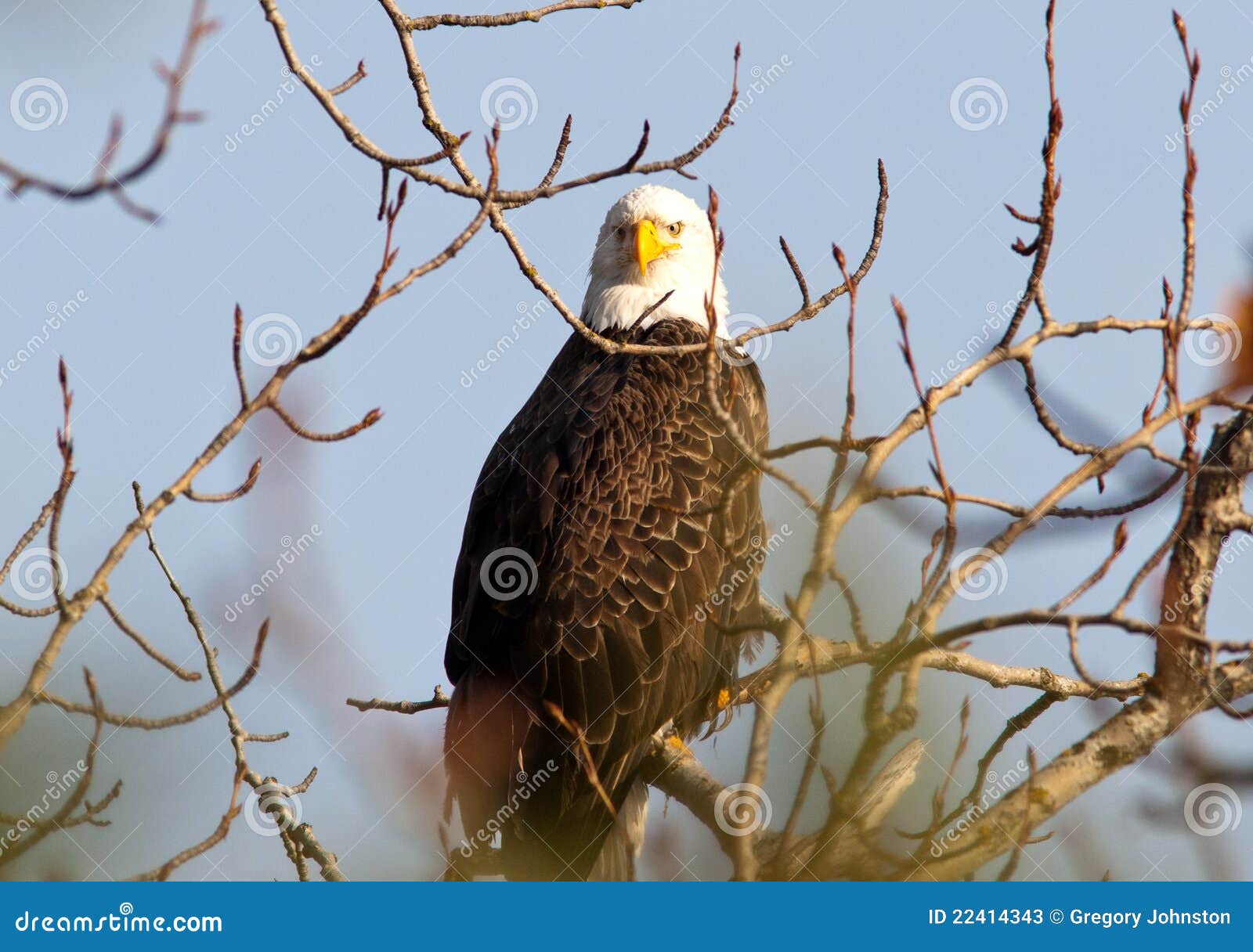 Bald Eagle Looks into Camera. Stock Image - Image of haliaeetus, eagle ...