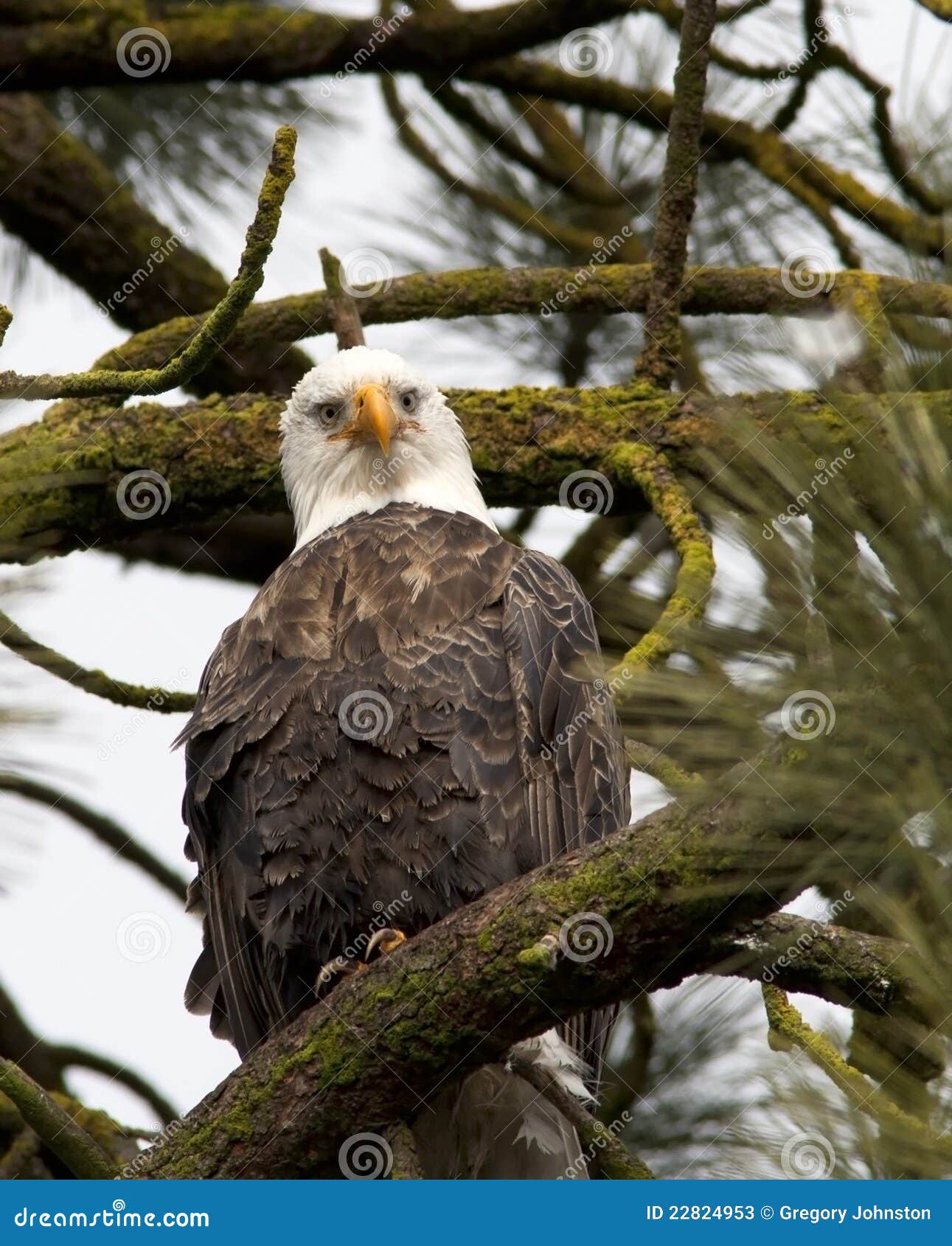 Bald Eagle Looks at Camera. Stock Image - Image of nature, tree: 22824953